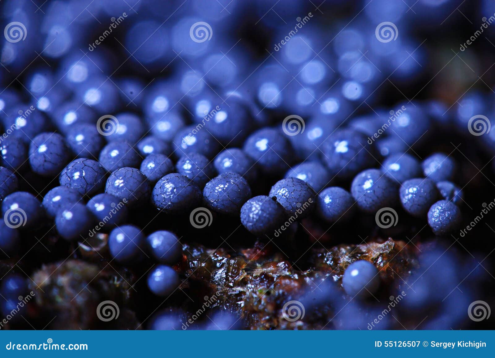 Champignon De Micro-organisme Image stock - Image du microbe, biologie ...