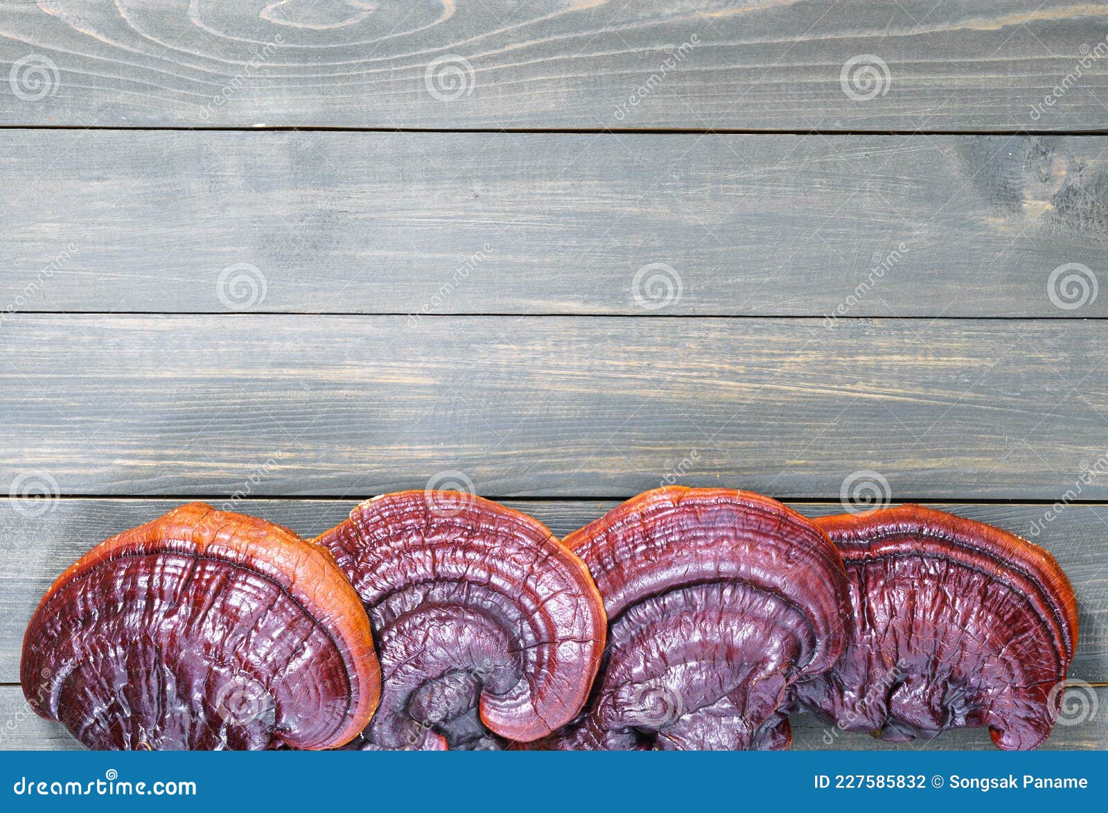 Champignon Ganoderma Lucidum Sur Parquet Photo stock - Image du sain ...