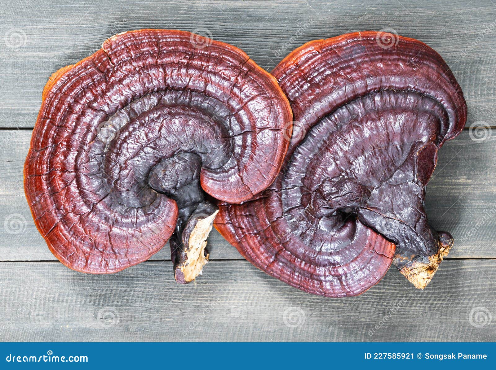 Champignon Ganoderma Lucidum Sur Parquet Image stock - Image du ...