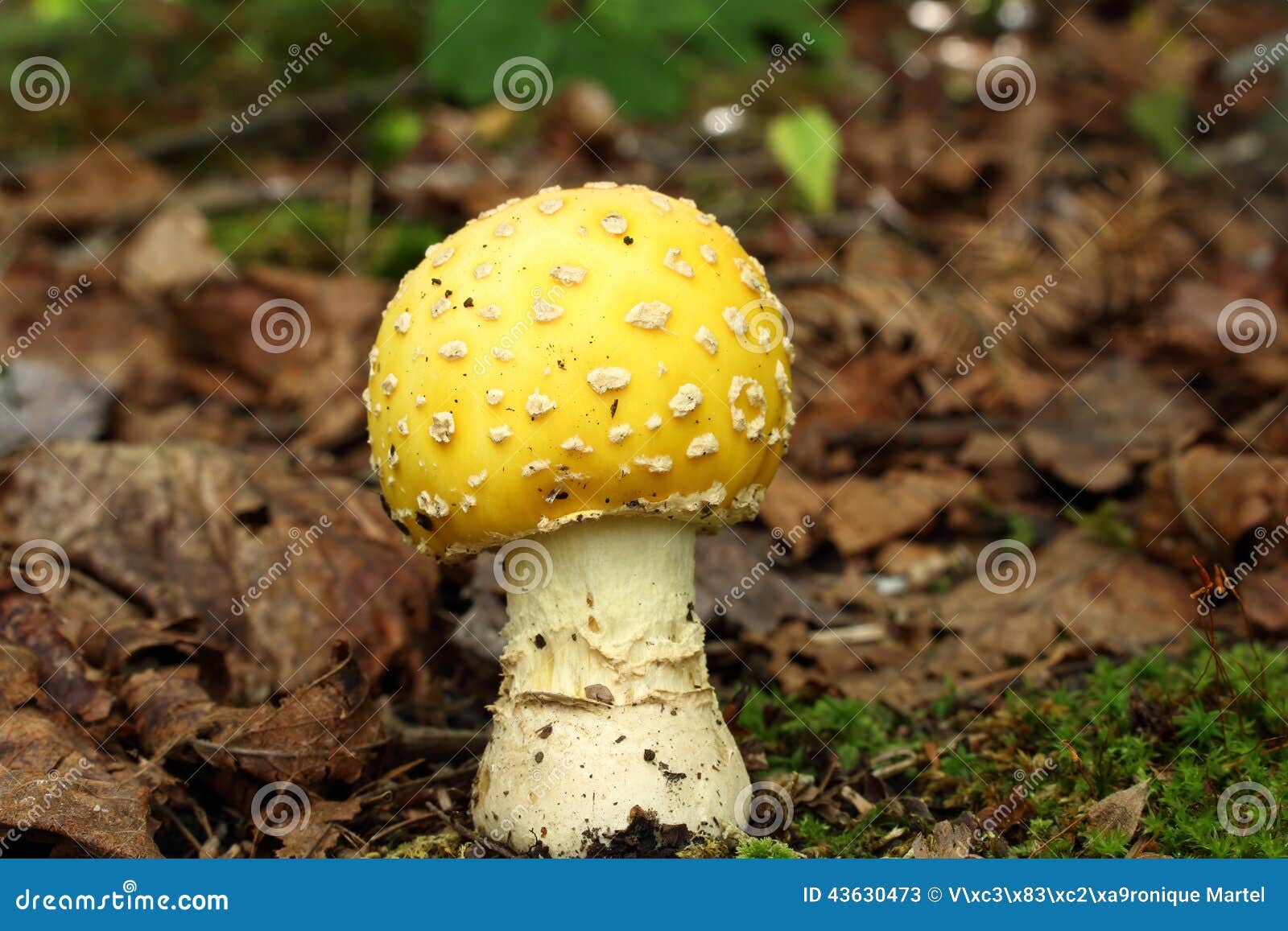 Champignon Jaune D'amanite De Mouche Image stock - Image du nature ...