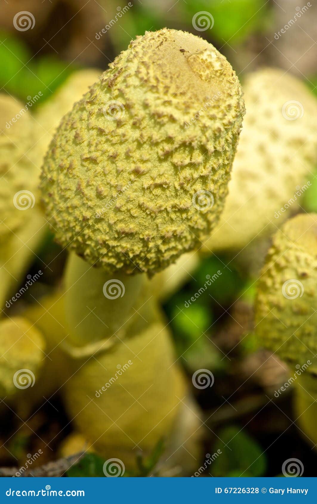 Champignon Jaune De Plante D'intérieur Photo stock - Image du ...