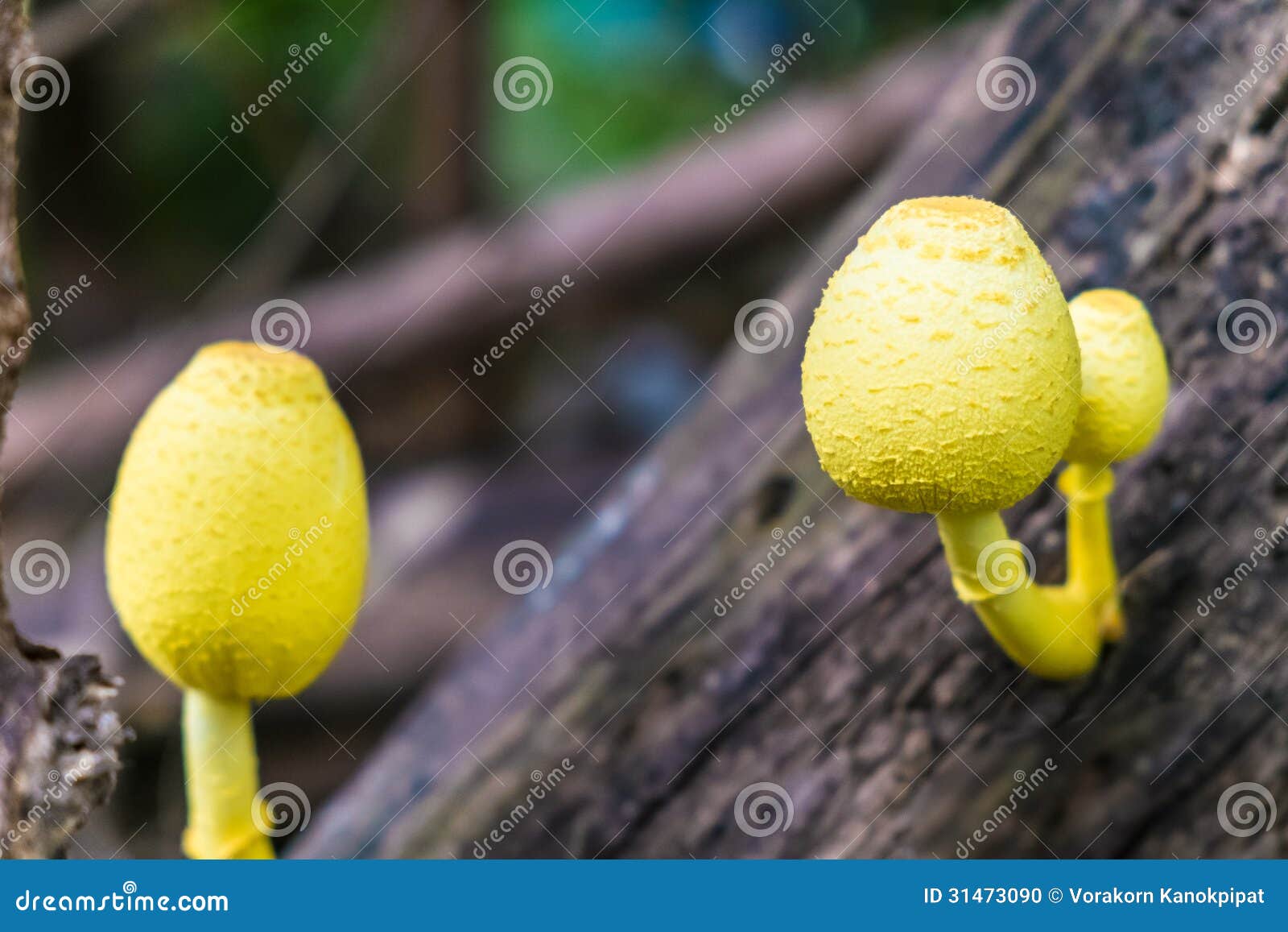 Champignon Jaune Sur Le Bois De Rondin Photo stock - Image du ...