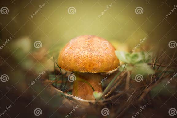Champignon Mangeable De Xerocomus Photo stock - Image du comestible ...