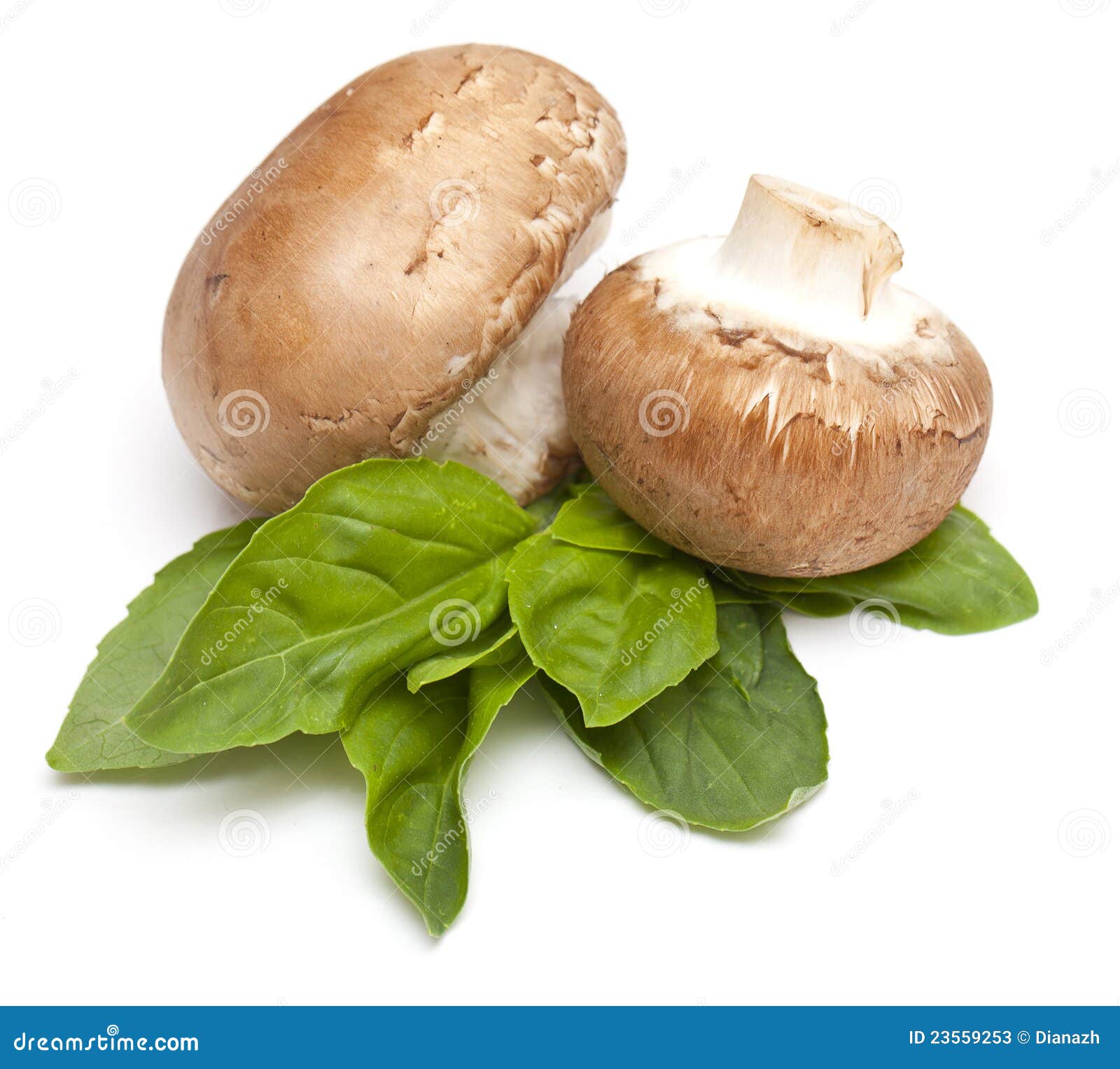 Champignon mushroom stock image. Image of natural, mushroom - 23559253