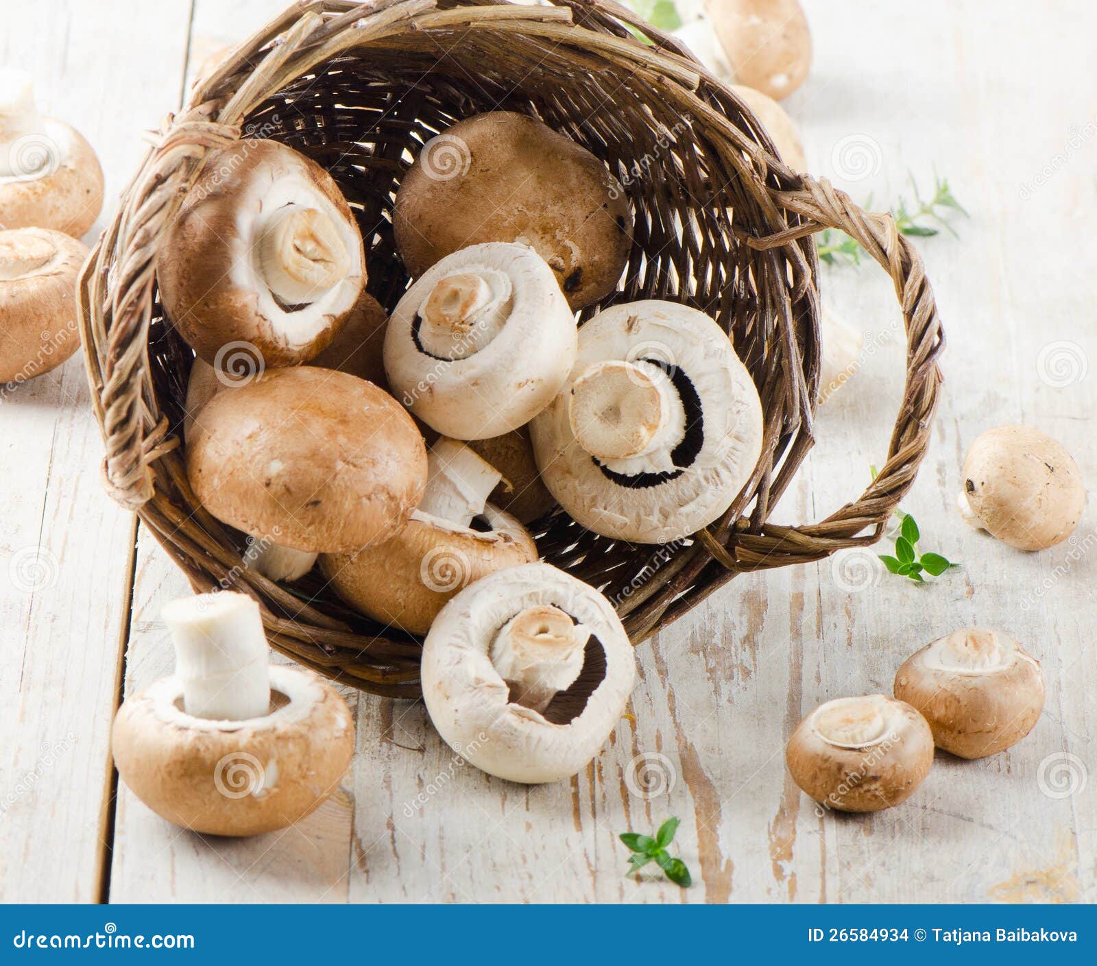 Champignon mushroom stock photo. Image of mushroom, healthy - 26584934