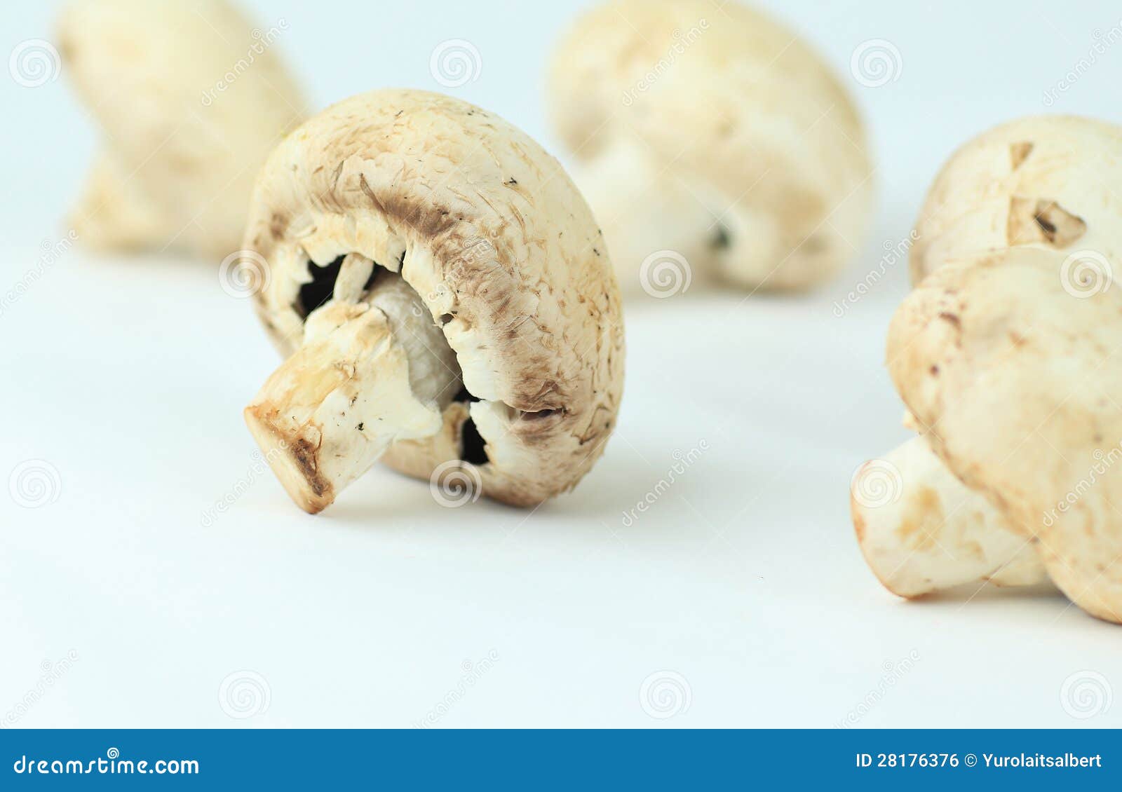 Champignon mushroom stock photo. Image of champignon - 28176376