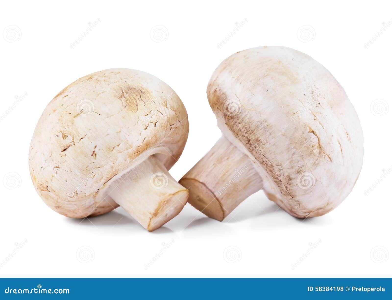 Champignon mushroom stock photo. Image of agaricus, healthy - 58384198