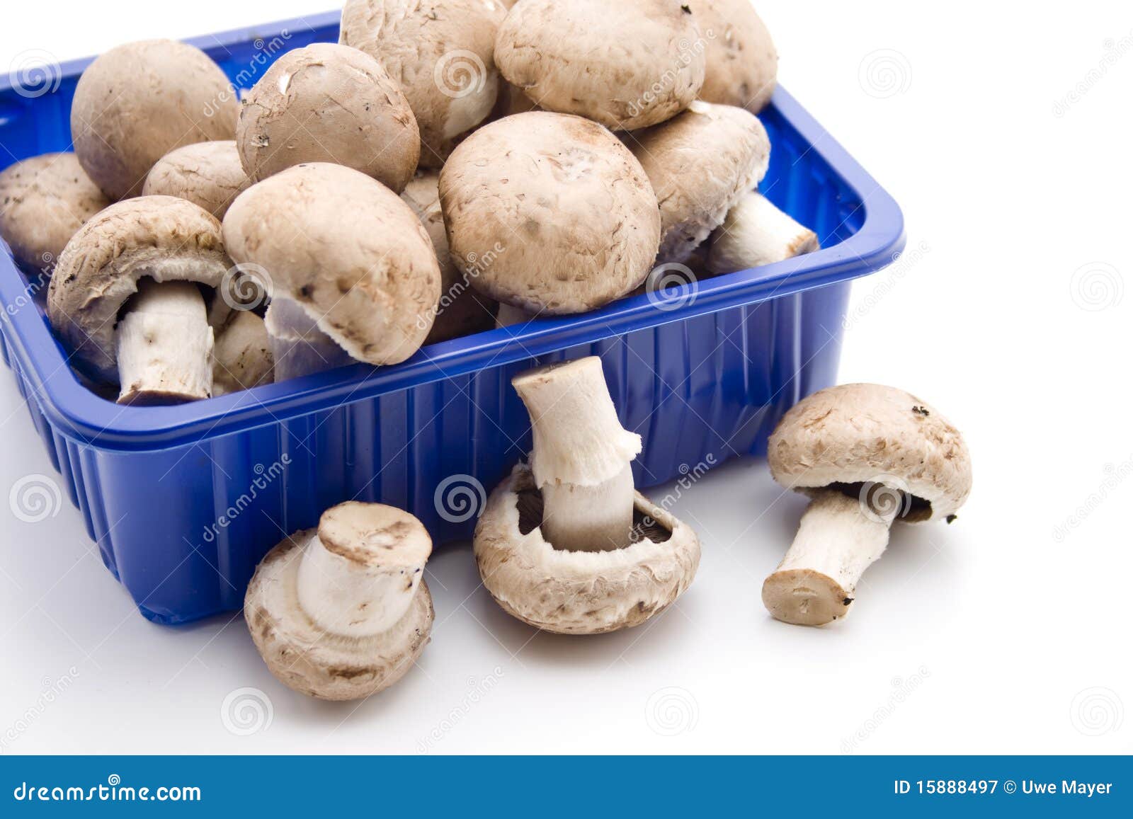 Champignon mushrooms stock image. Image of blue, bowl - 15888497