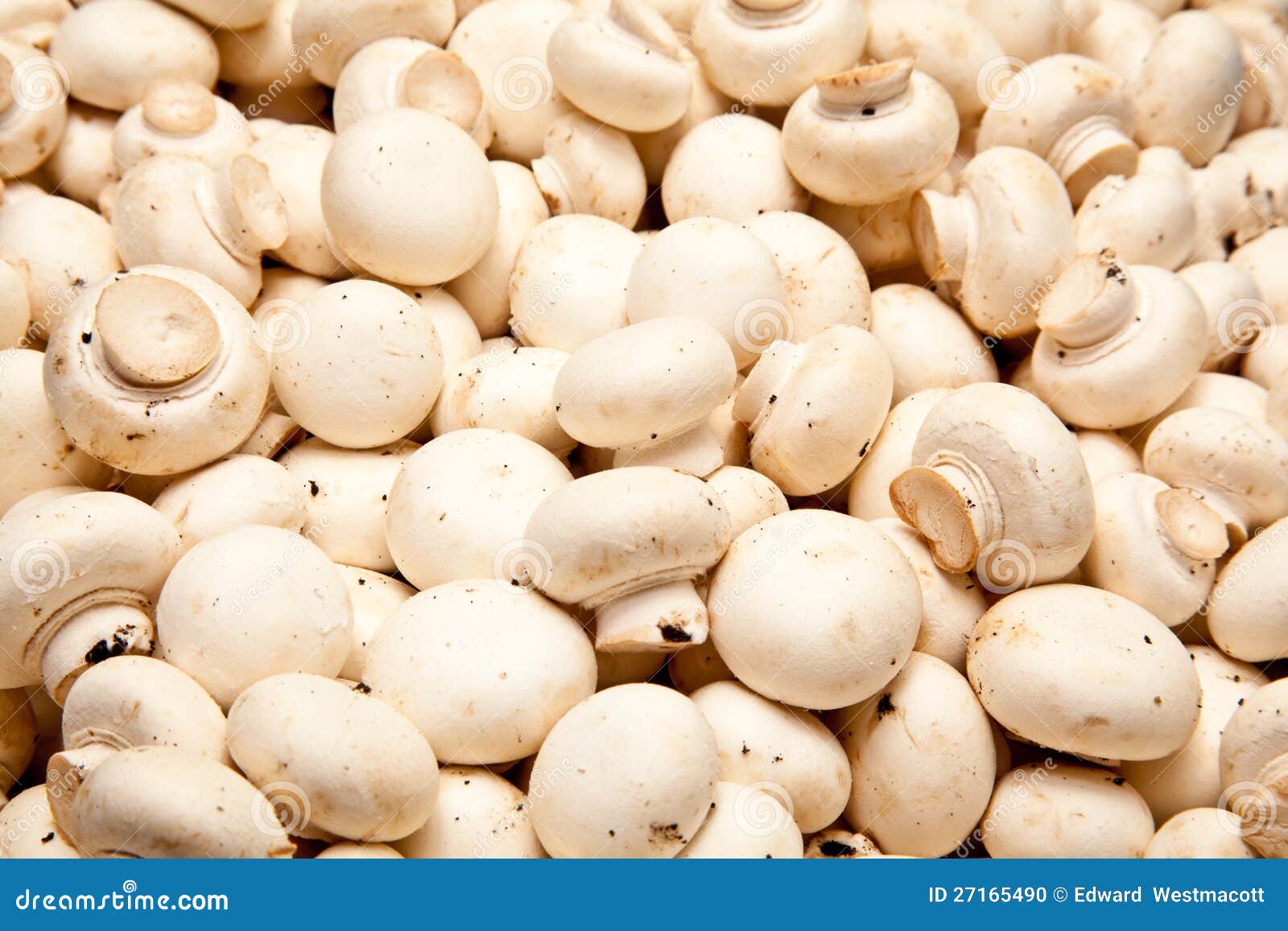 Champignon mushrooms stock photo. Image of agriculture - 27165490