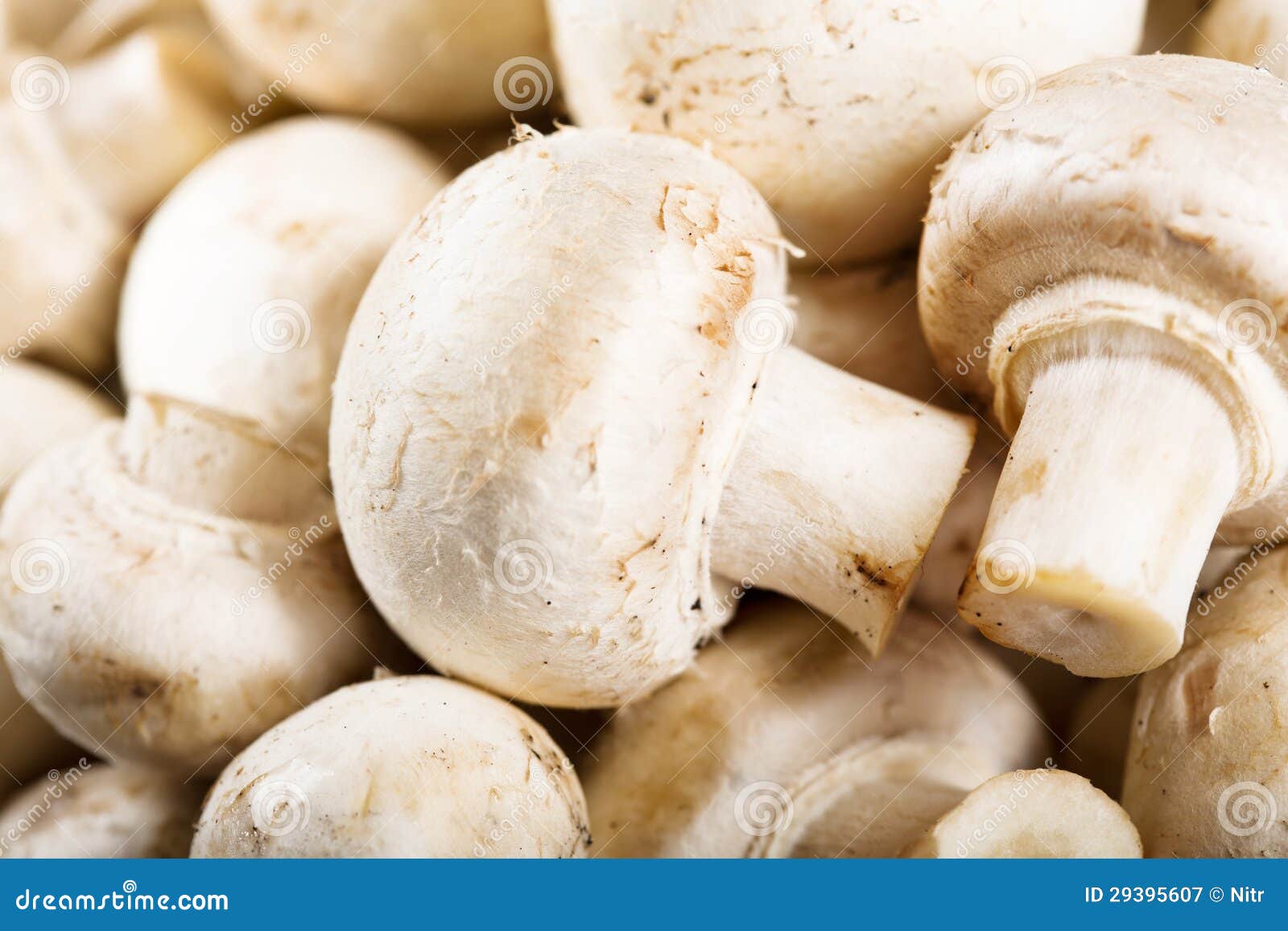 Champignon mushrooms stock image. Image of fresh, ripe - 29395607