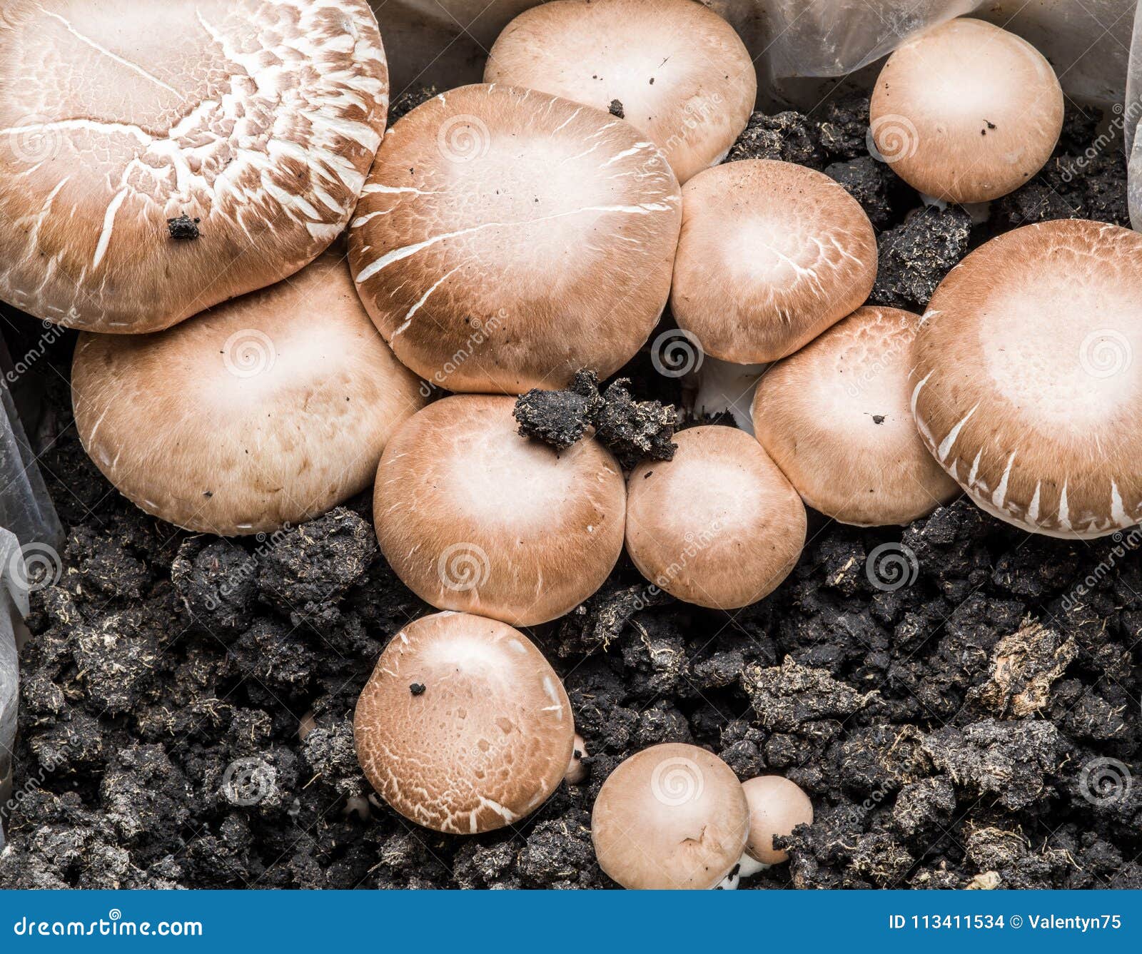 Champignon Mushrooms. Fresh Harvest. Macro Stock Photo - Image of ...