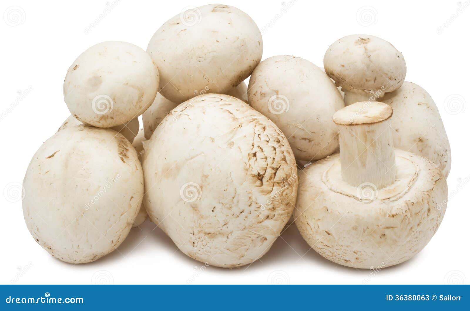 Champignon mushrooms stock image. Image of organic, vegetable - 36380063