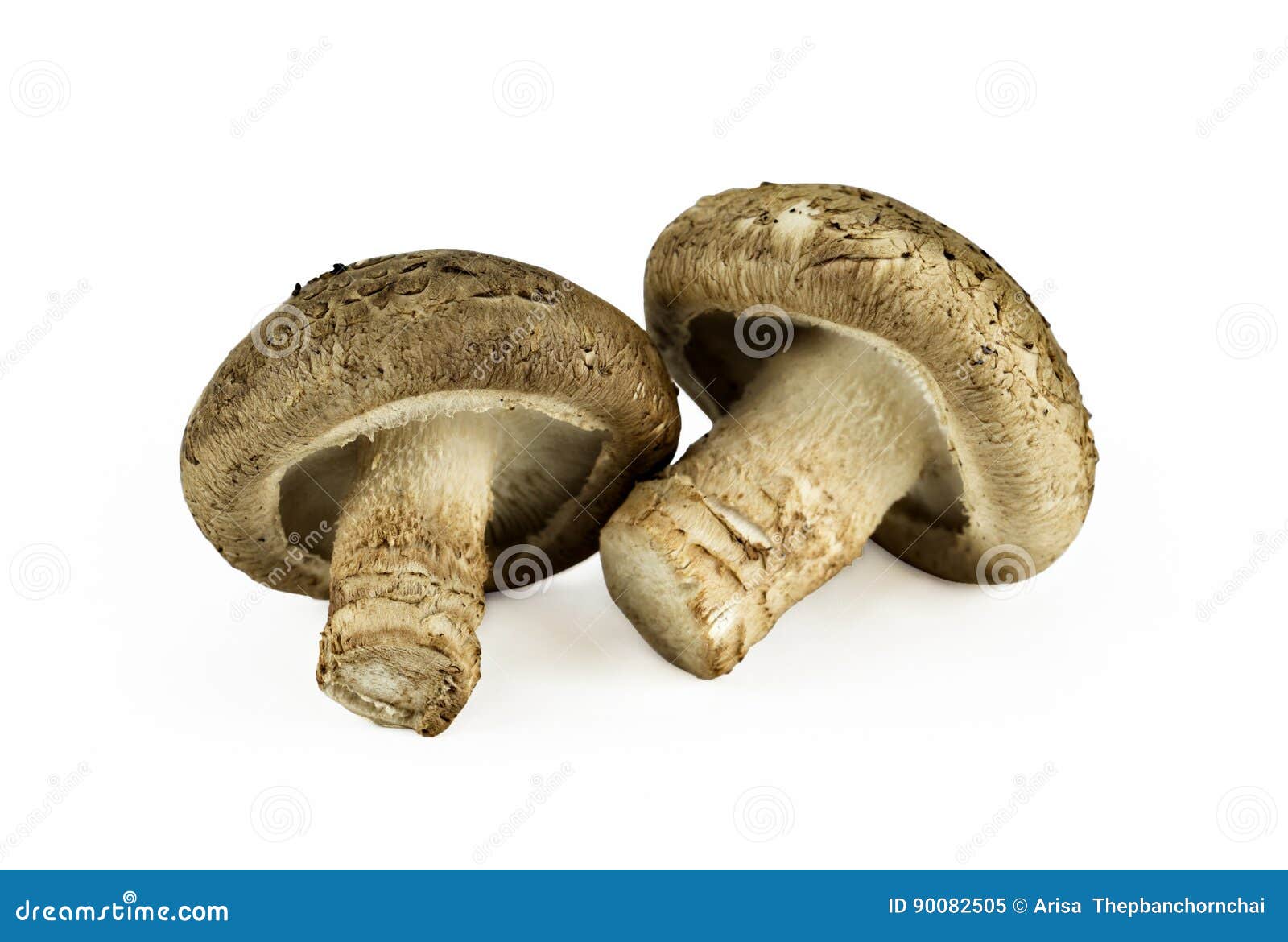 Champignon Noir Chinois Sur Le Fond Blanc Image stock - Image of ...