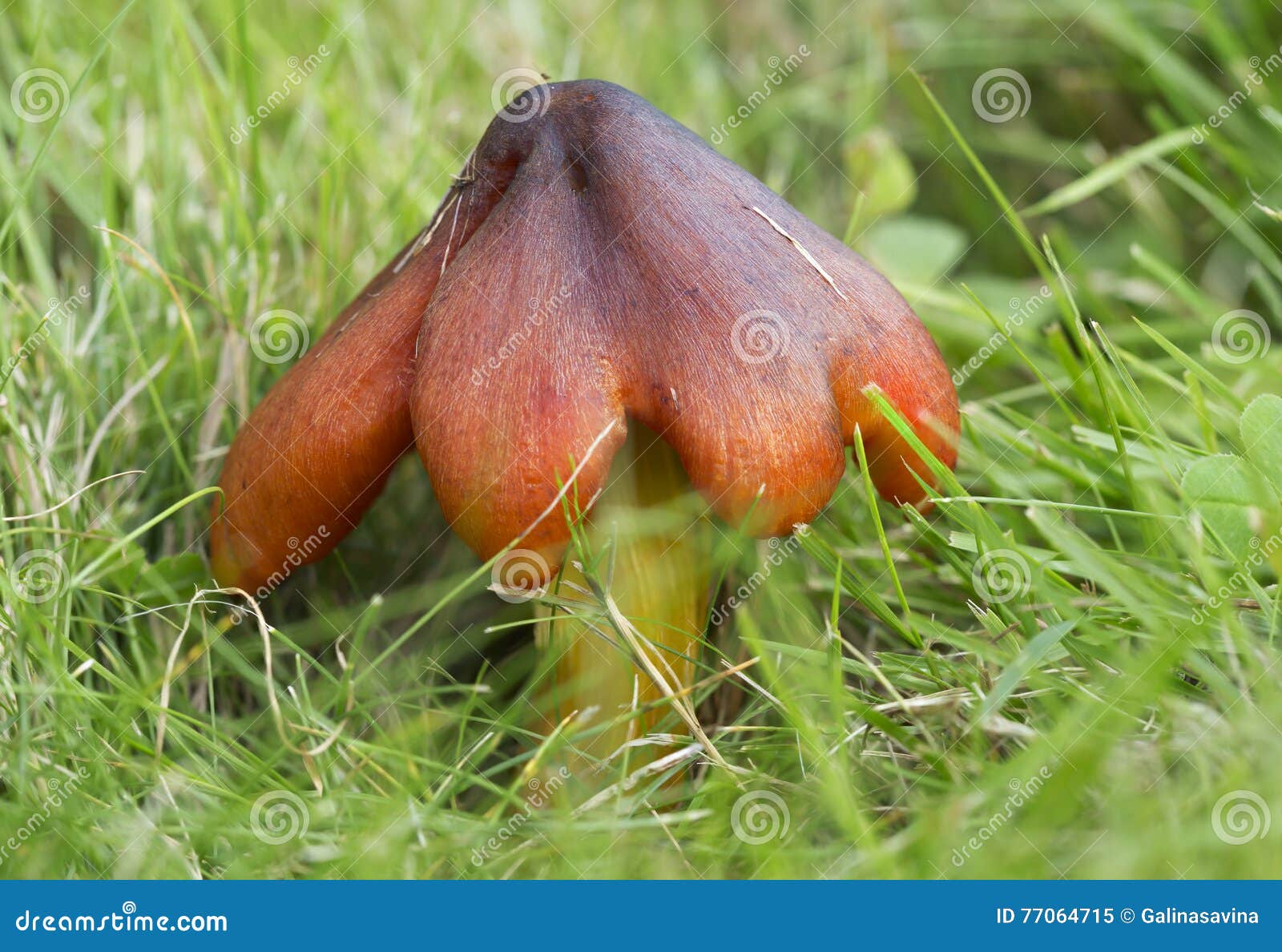 Champignon Non Comestible Rare D'original Image stock - Image of ...