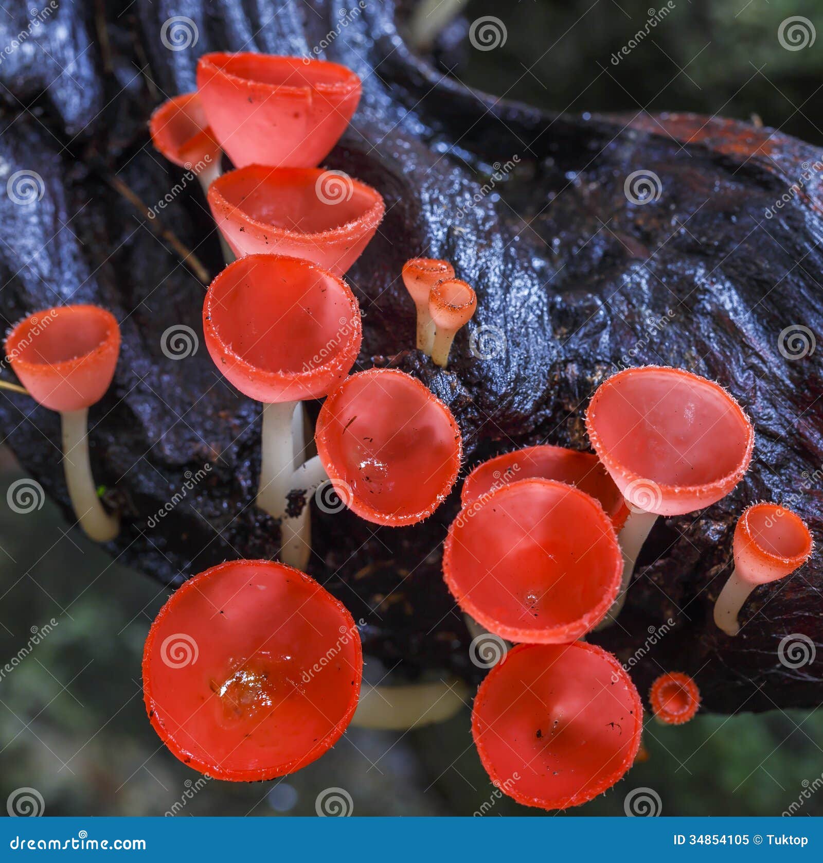 Champignon rose image stock. Image of couleur, cultivé - 34854105