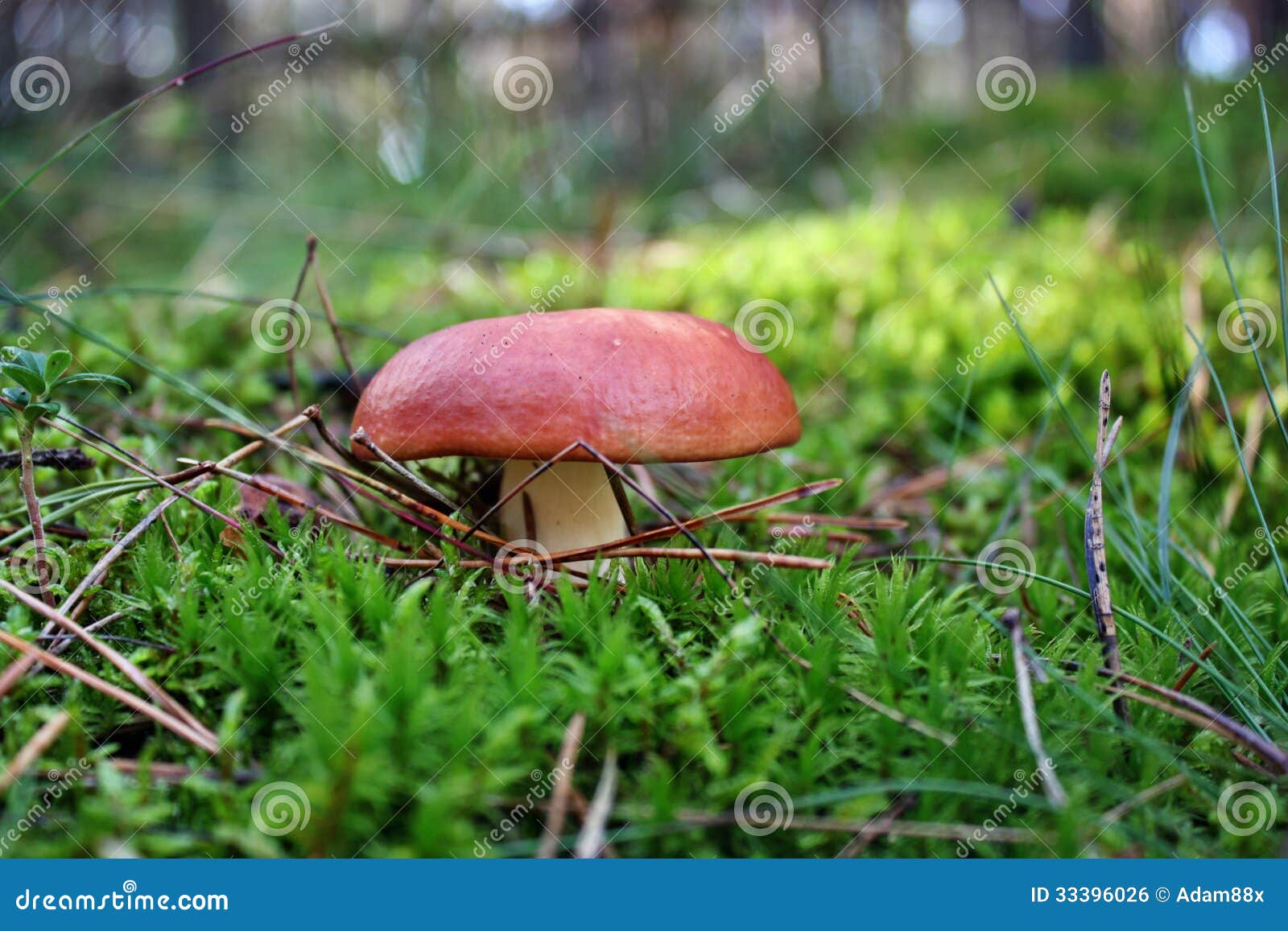 Champignon rouge photo stock. Image du jour, fermer, forêt - 33396026