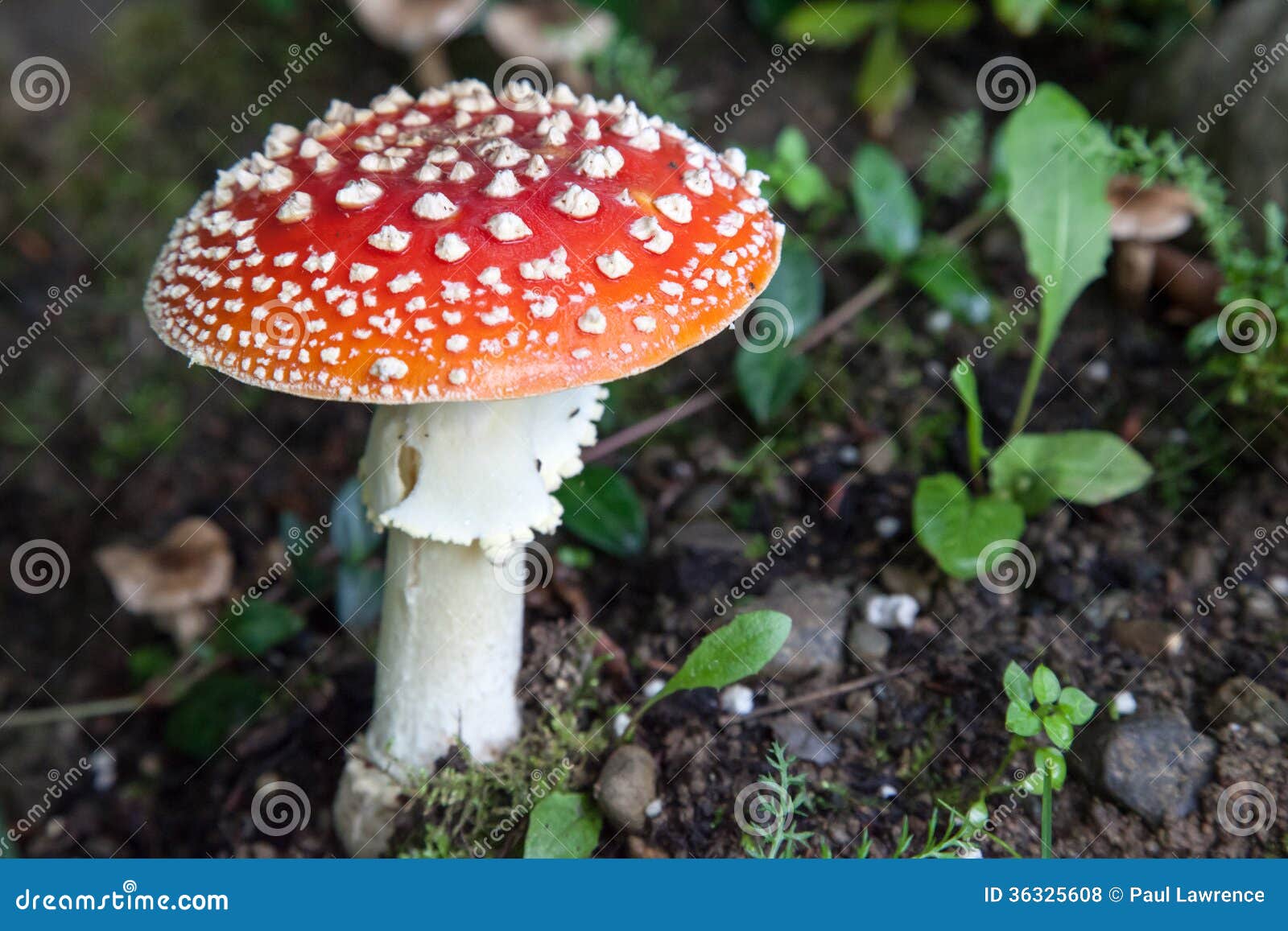 Champignon rouge d'amanite photo stock. Image du nature - 36325608