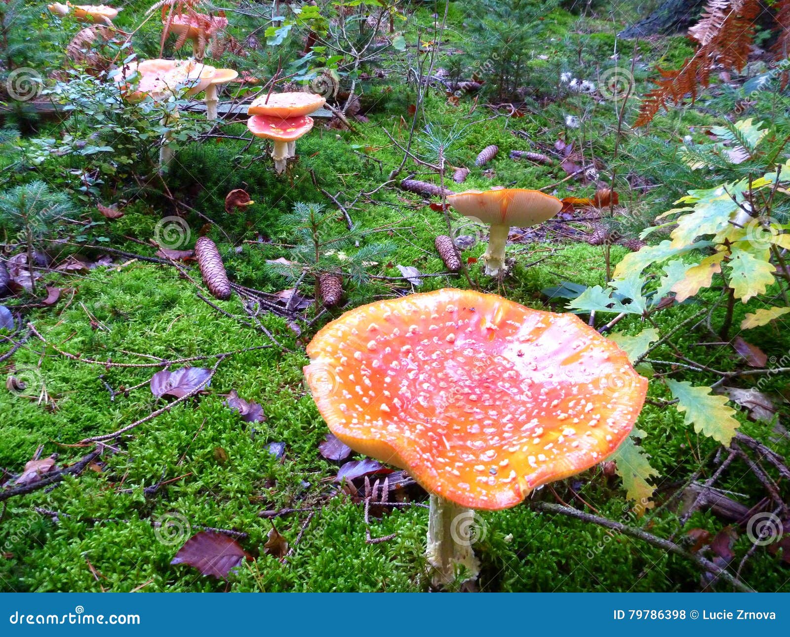 Champignon Rouge De Champignon Avec Les Points Blancs Photo stock ...