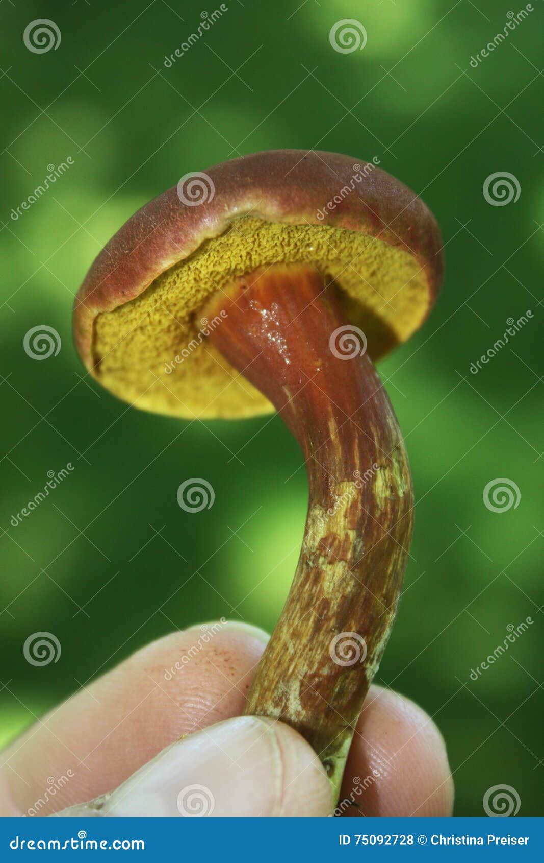 Champignon Rouge Et Jaune De Bolete Photo stock - Image du coloré, nord ...