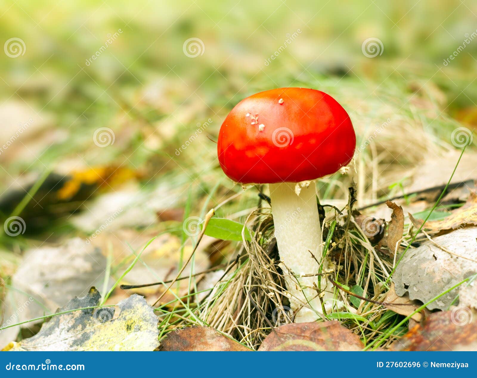 Champignon rouges photo stock. Image du feuillage, spores - 27602696
