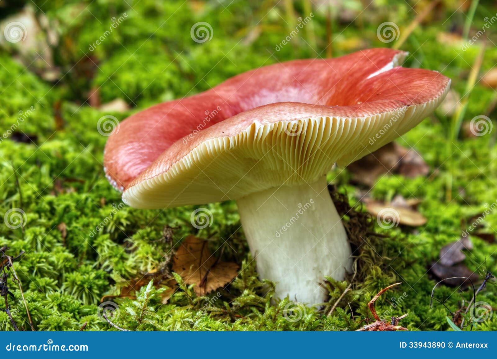 Champignon Sauvage De Russula Photo stock - Image du vert, capuchon ...
