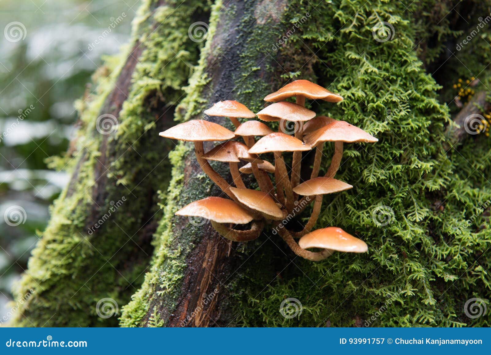 Champignon Sauvage En Cascade Du Nelson Image stock - Image du beau ...