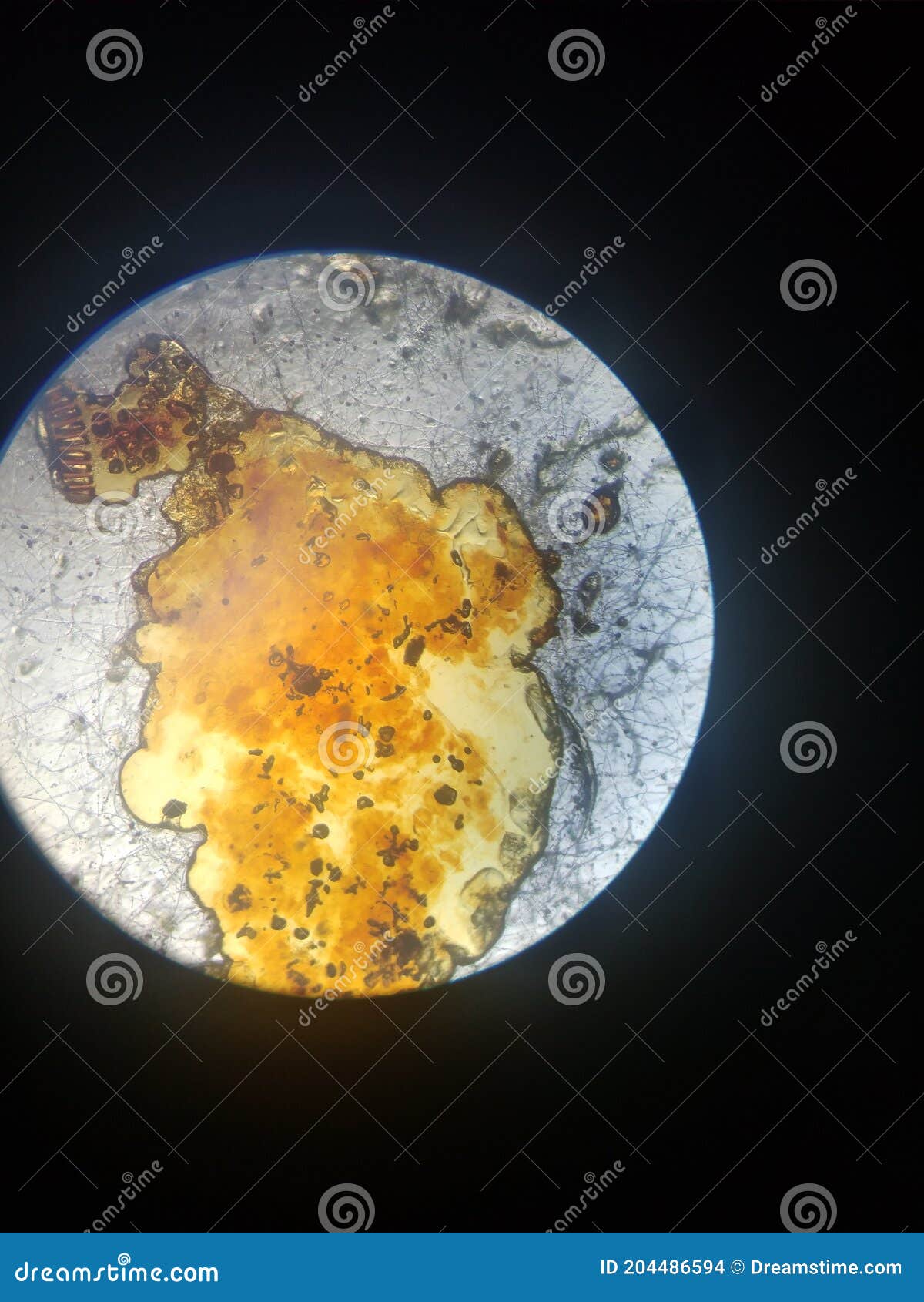 Champignons Alimentaire Vus D'un Microscope Photo stock - Image du ...