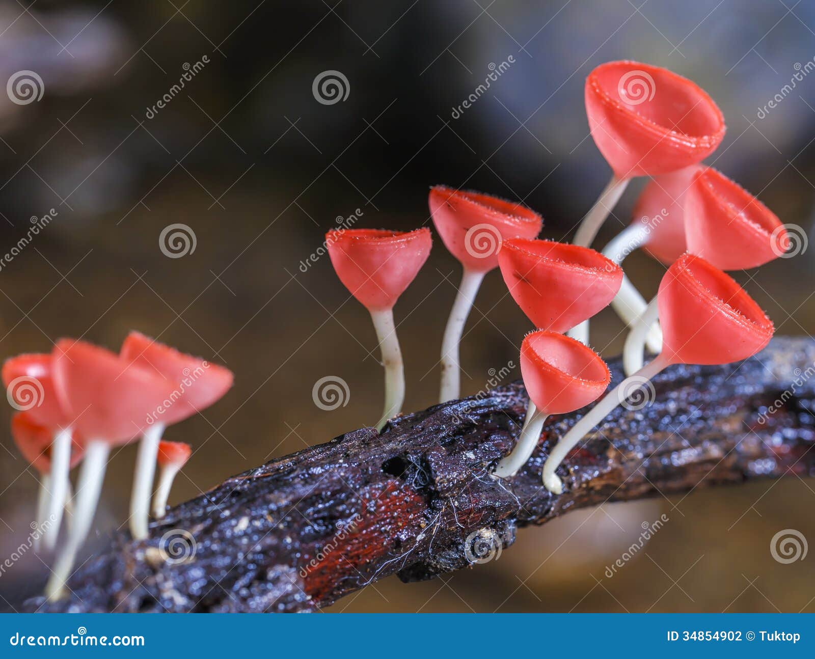 Champignons De Tasse Ou Champignon Rouges De Champagne Photo stock ...