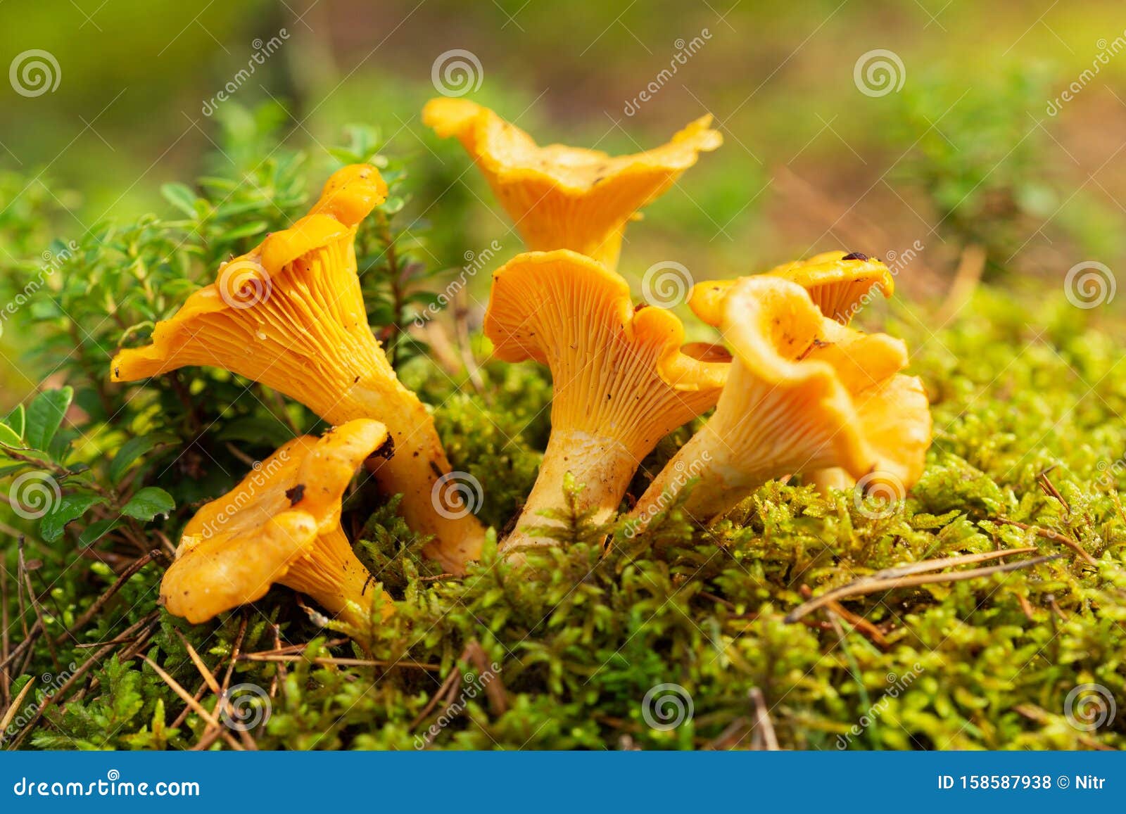 Champignons in Het Bos Eetbare Paddestoelen Stock Foto - Image of ...