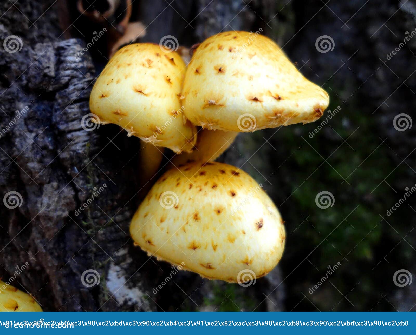 Champignons Jaunes D'automne Image stock - Image du octobre, jaune ...