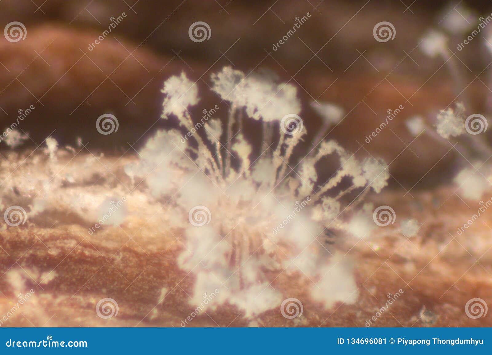 Champignons, Moule De Pain De Rhizopus Sous Le Microscope Image stock ...