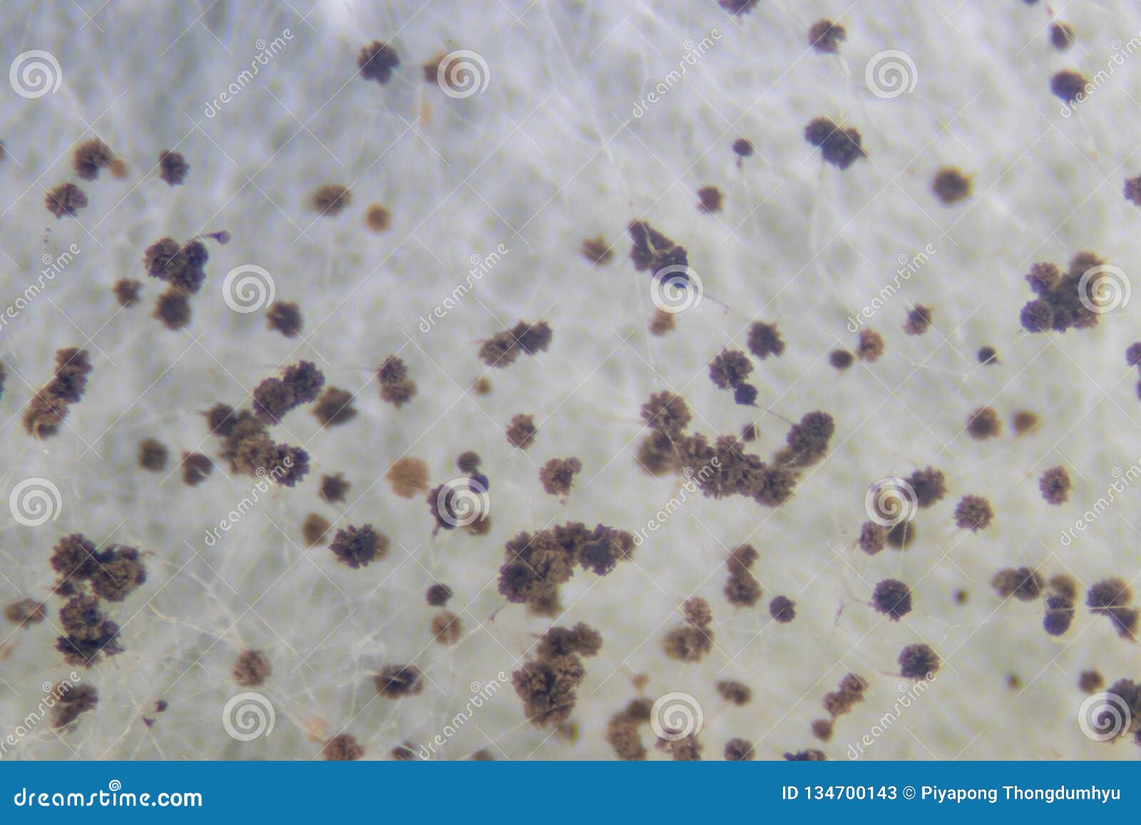 Champignons, Moule De Pain De Rhizopus Sous Le Microscope Image stock ...