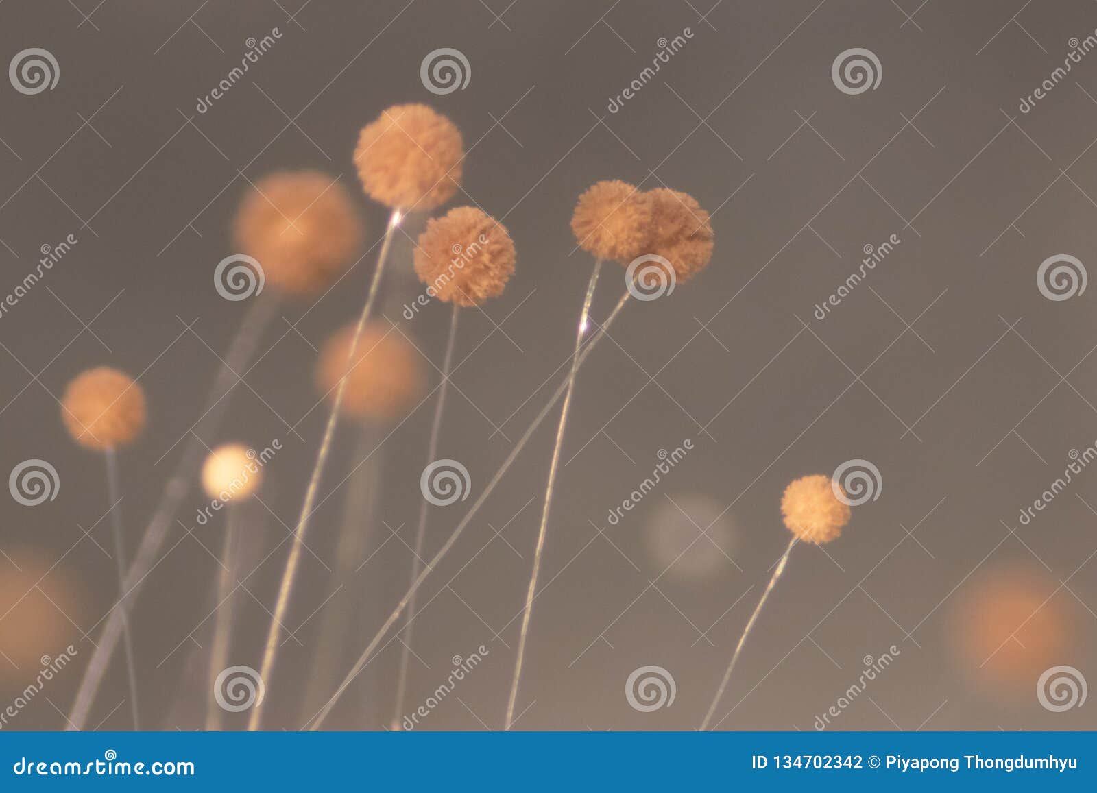 Champignons, Moule De Pain De Rhizopus Sous Le Microscope Photo stock ...