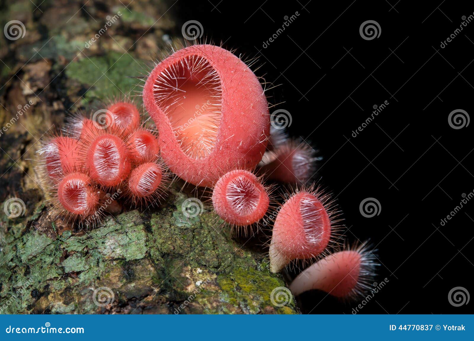 Champignons Rouges De Champagne Image stock - Image du flore, forêt ...
