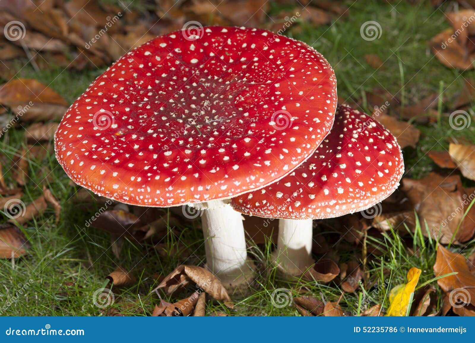 Champignons Rouges Lumineux Photo stock - Image of texture ...