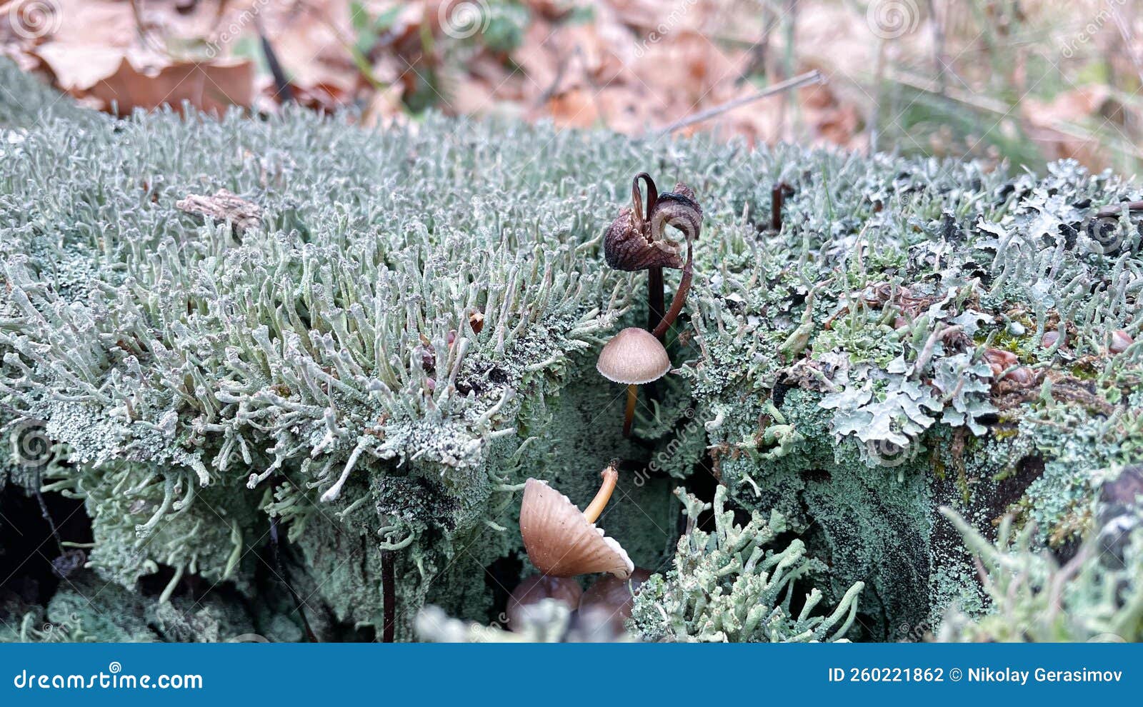 Champignons Sur Un Moignon Avec Mousse Dans La Forêt Photo stock ...