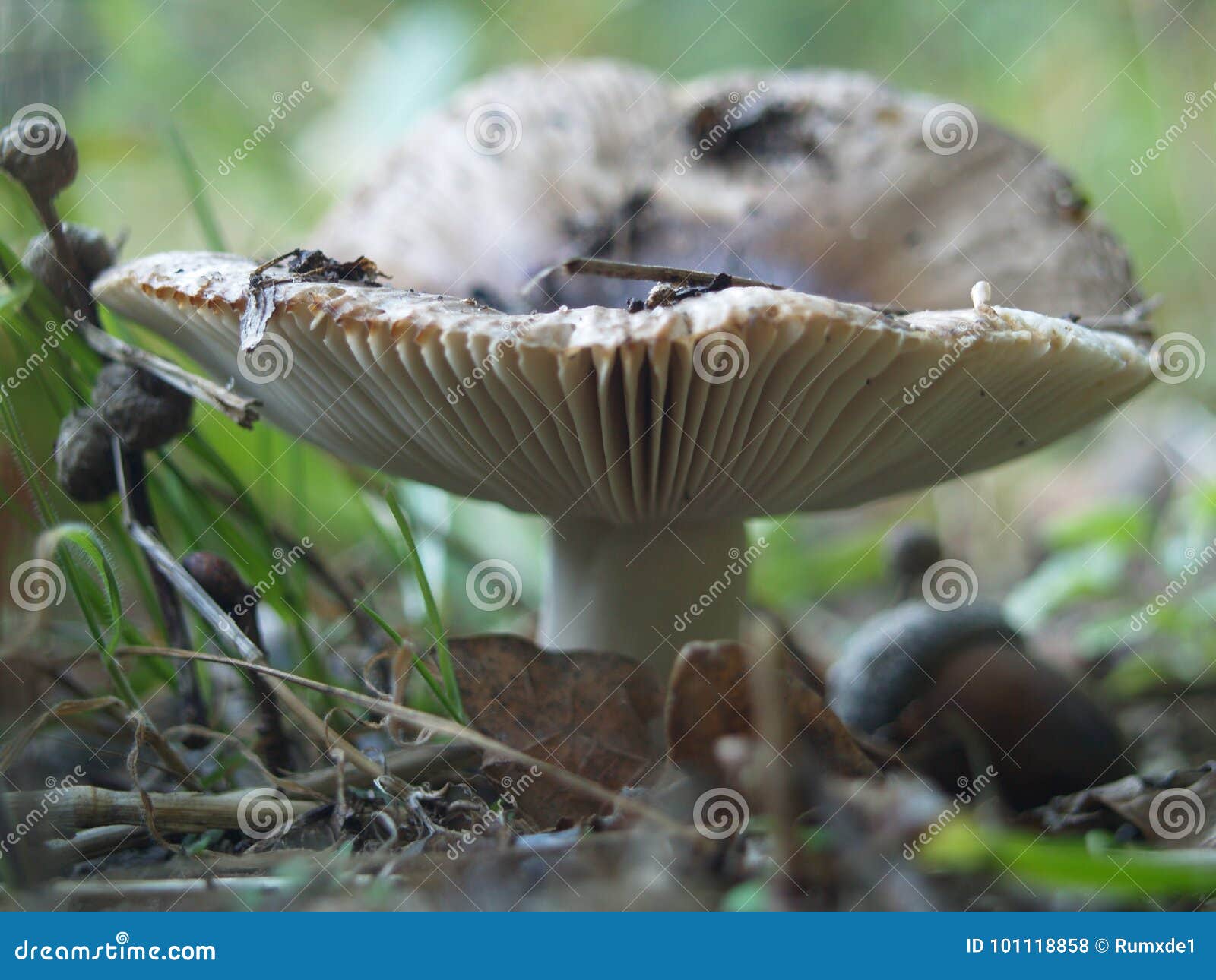 Champinjon arkivfoto. Bild av enkelt, beslutsamhet, undersida - 101118858