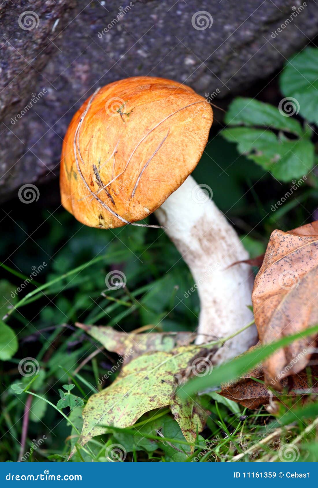 Champinjon fotografering för bildbyråer. Bild av böjd - 11161359