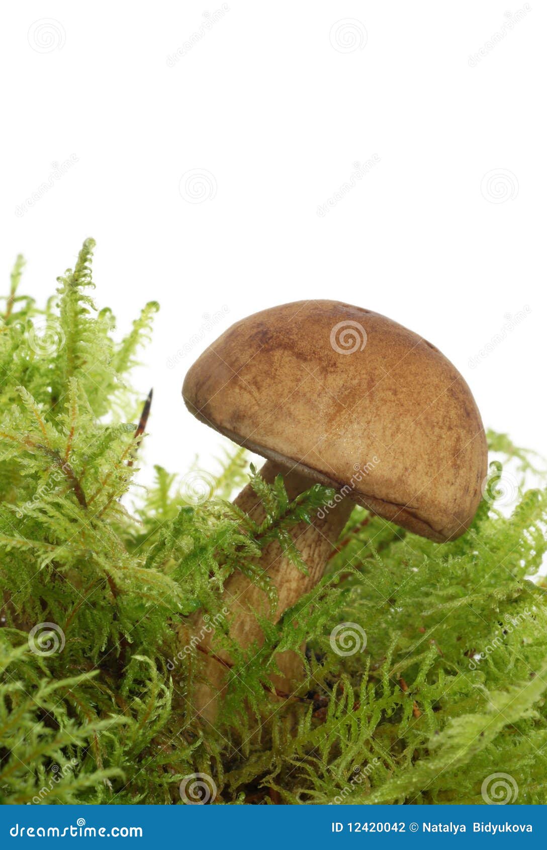 Champinjon arkivfoto. Bild av vegetarisk, friskhet, säsong - 12420042