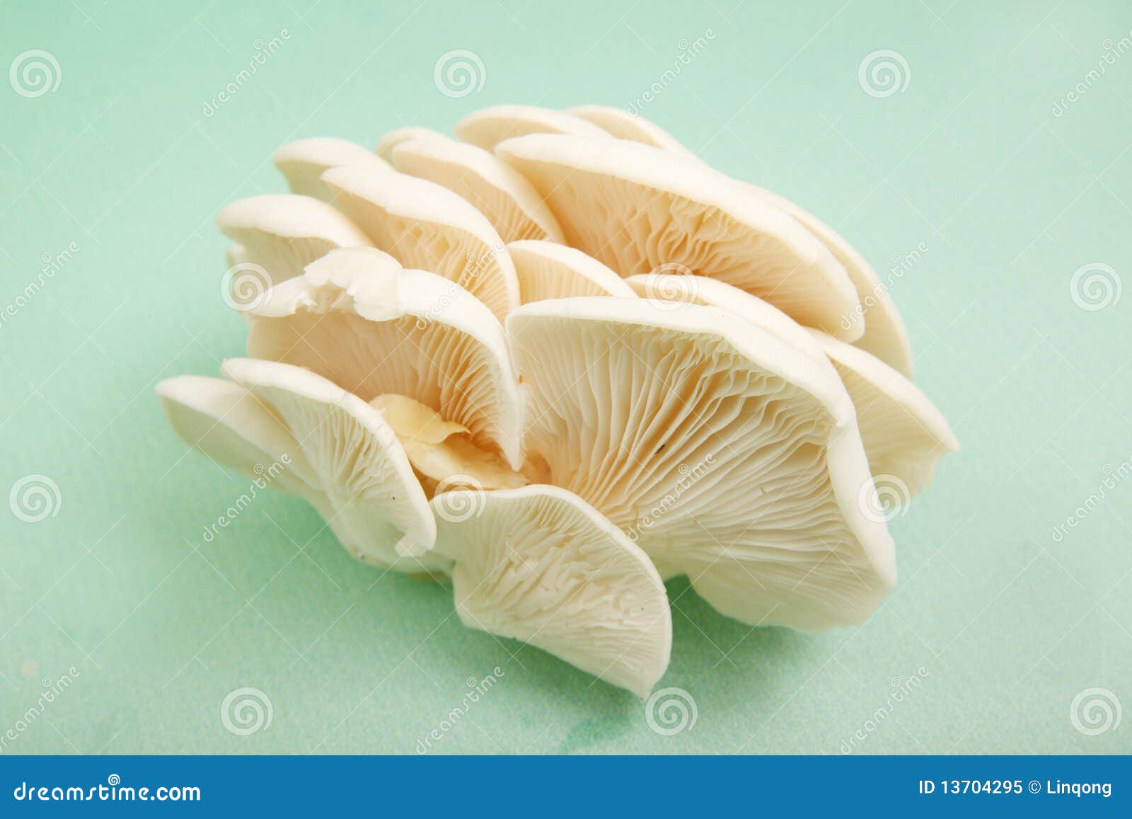 Champinjon fotografering för bildbyråer. Bild av näringsrik - 13704295