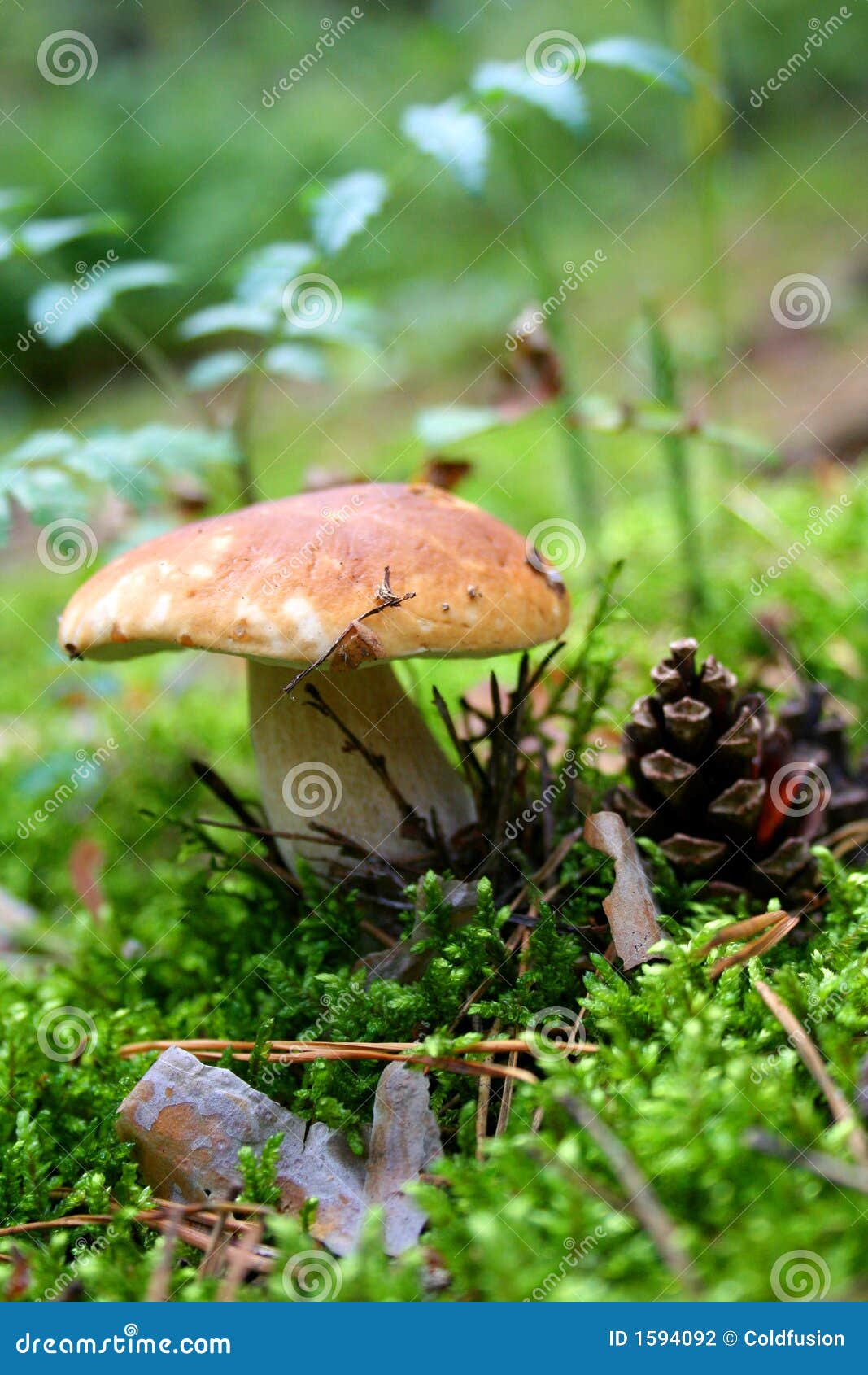 Champinjon arkivfoto. Bild av grön, gräs, floror, skog - 1594092