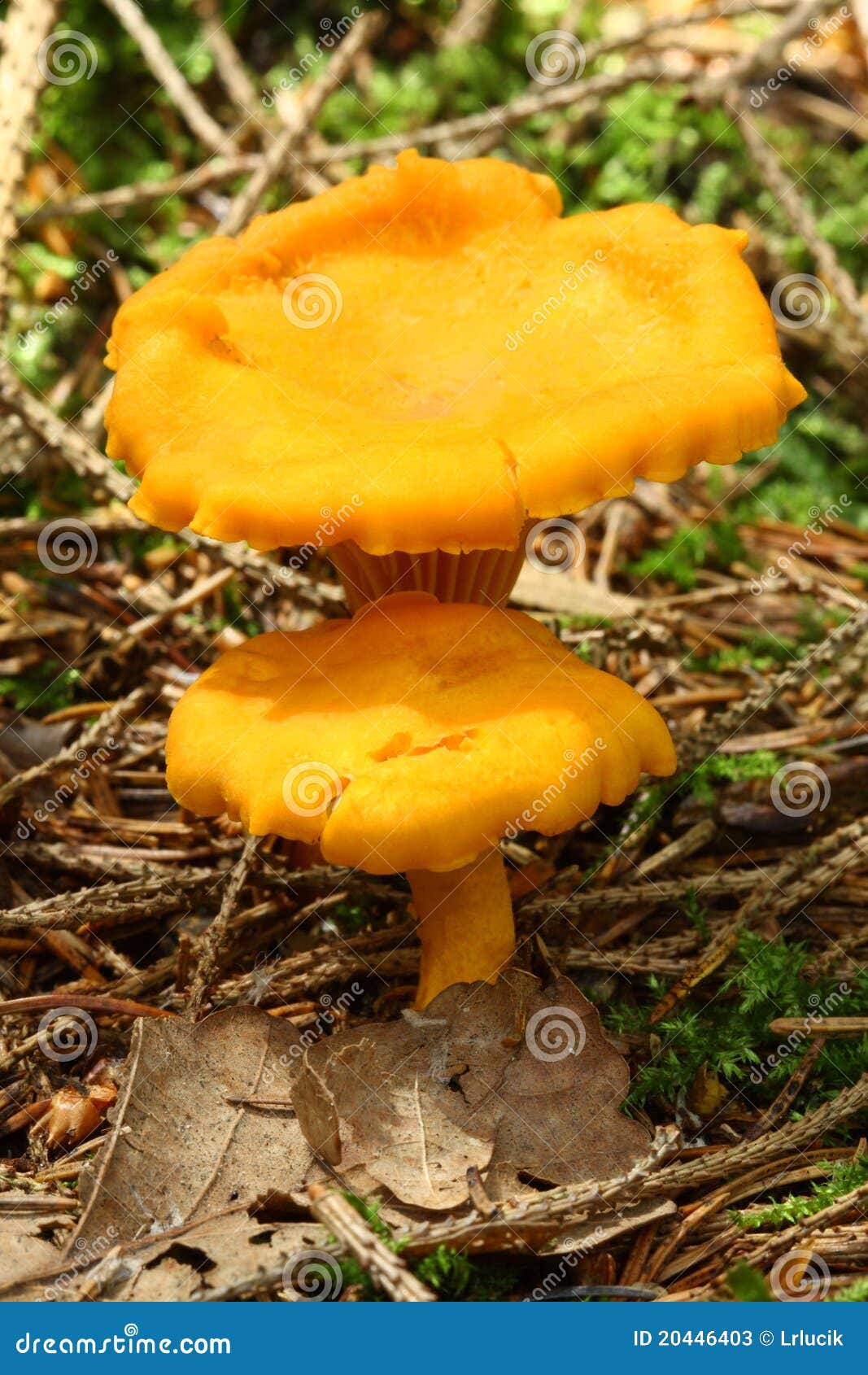 Champinjon fotografering för bildbyråer. Bild av huvud - 20446403