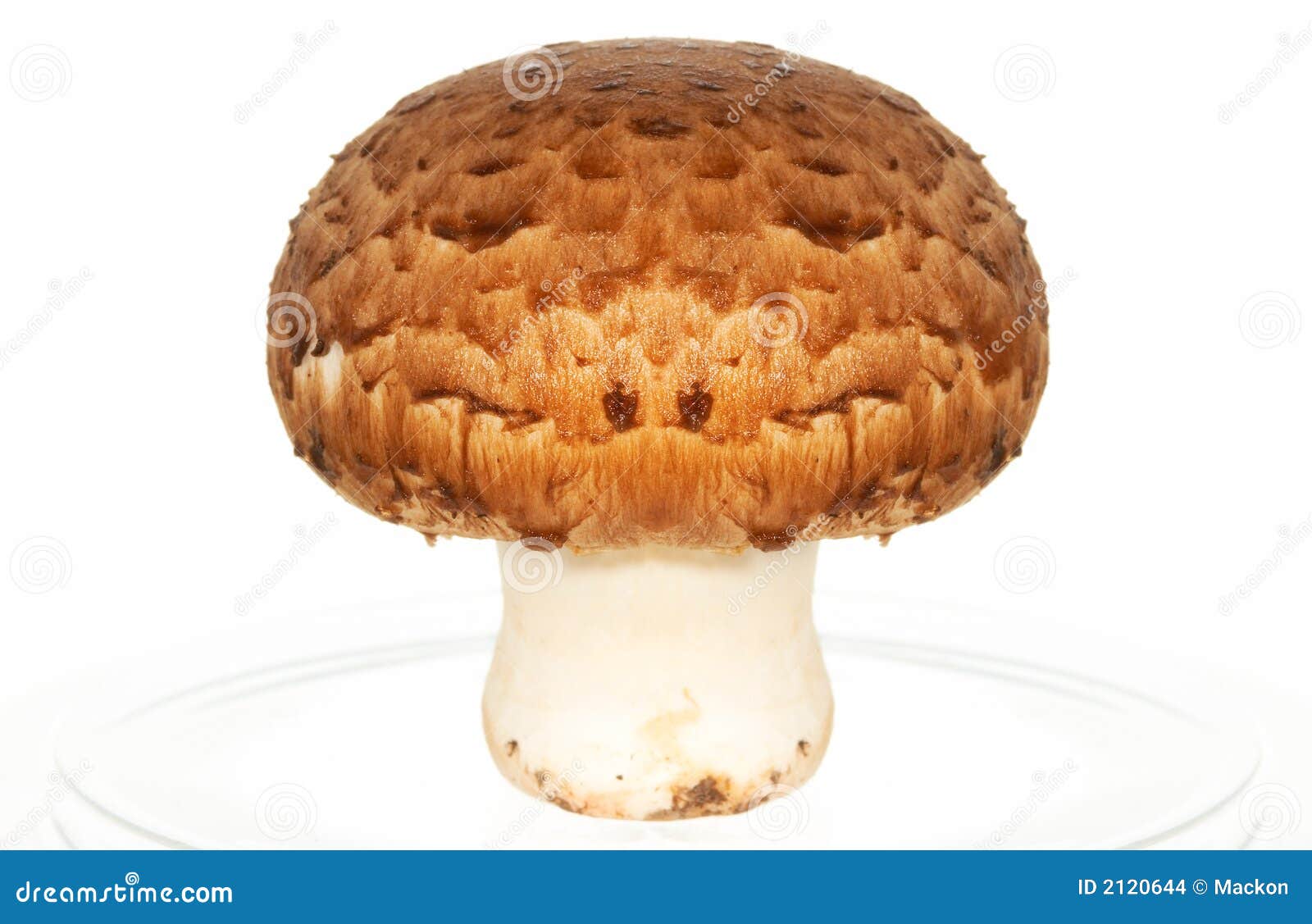 Champinjon arkivfoto. Bild av nytt, champinjoner, lock - 2120644