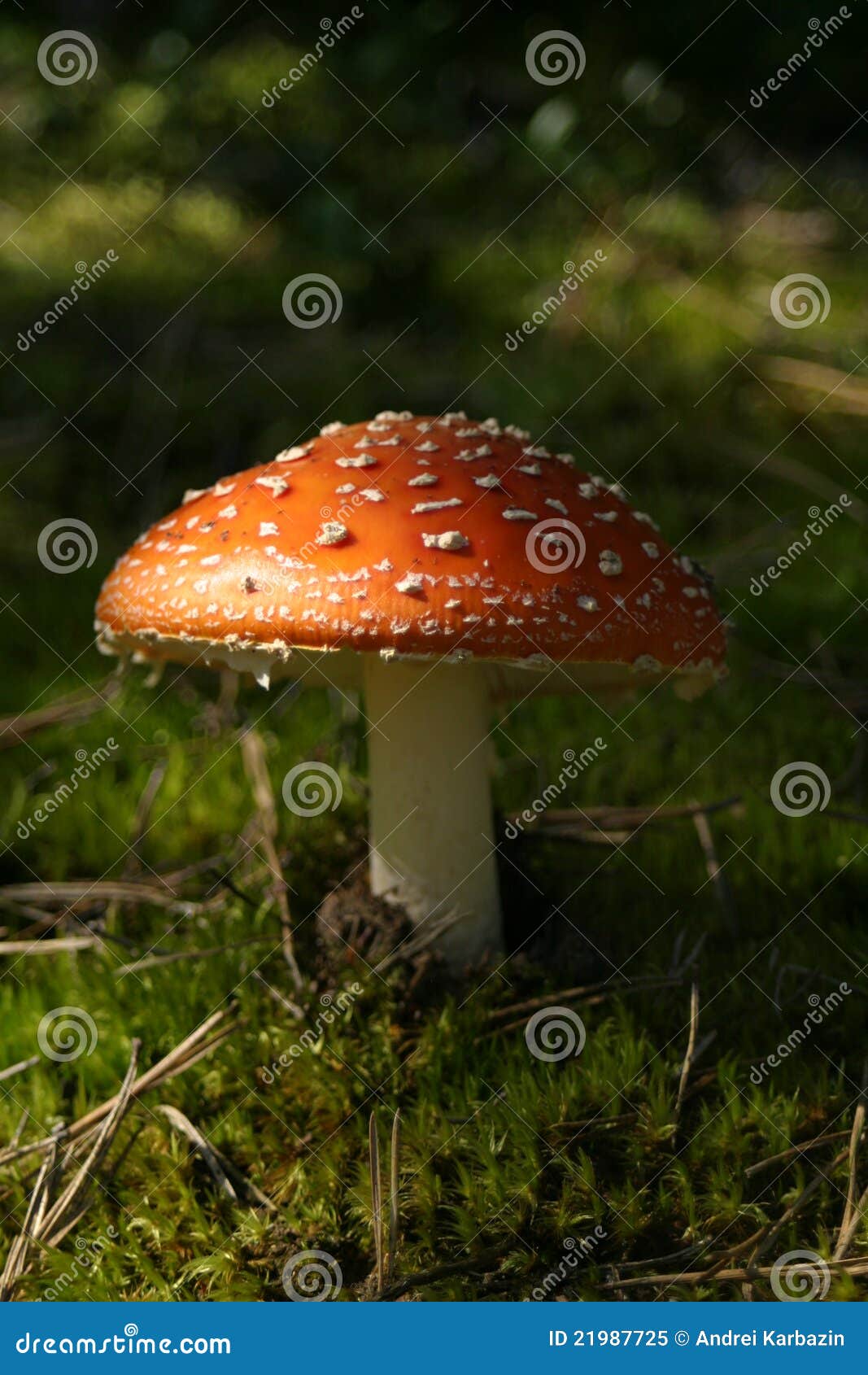 Champinjon fotografering för bildbyråer. Bild av glänta - 21987725