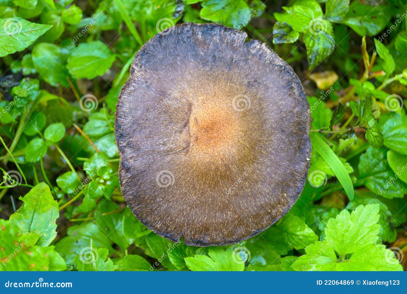Champinjon fotografering för bildbyråer. Bild av skog - 22064869