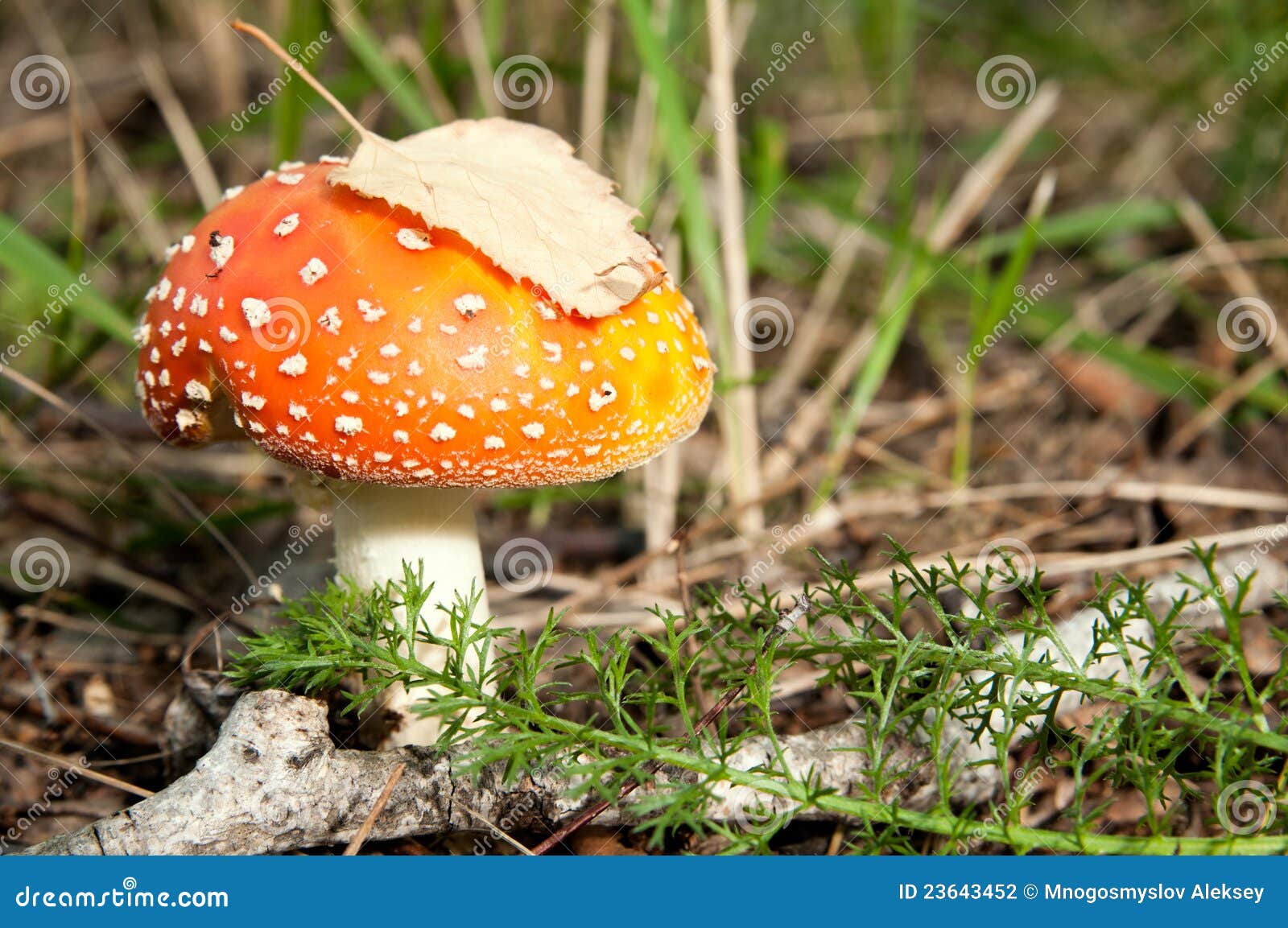 Champinjon arkivfoto. Bild av champinjoner, foto, brutto - 23643452