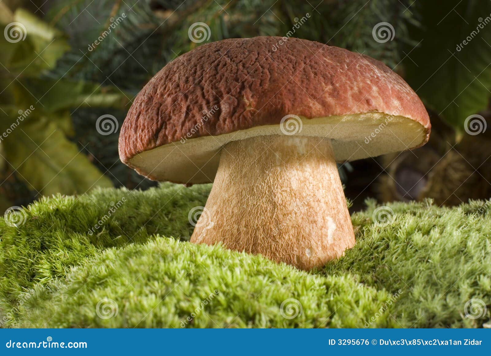 Champinjon arkivfoto. Bild av ljung, sunt, gäl, huvud - 3295676