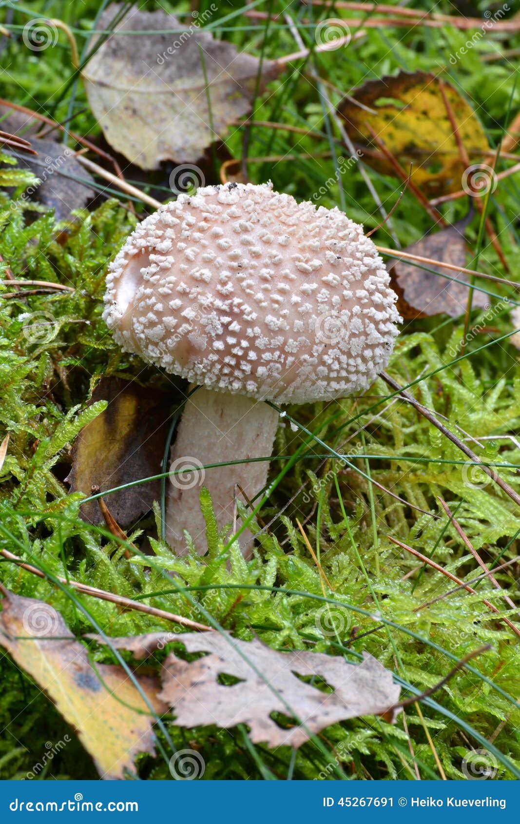 Champinjon fotografering för bildbyråer. Bild av hedar - 45267691