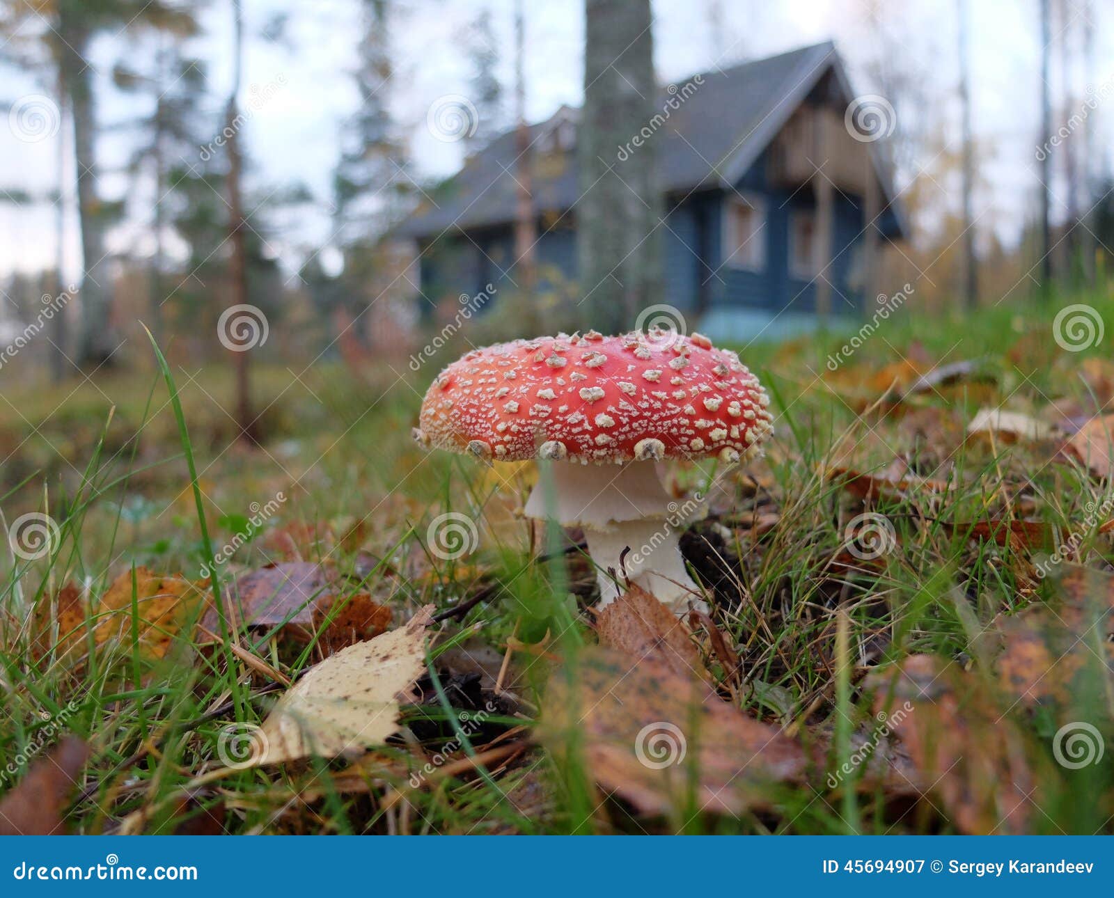 Champinjon fotografering för bildbyråer. Bild av hyra - 45694907