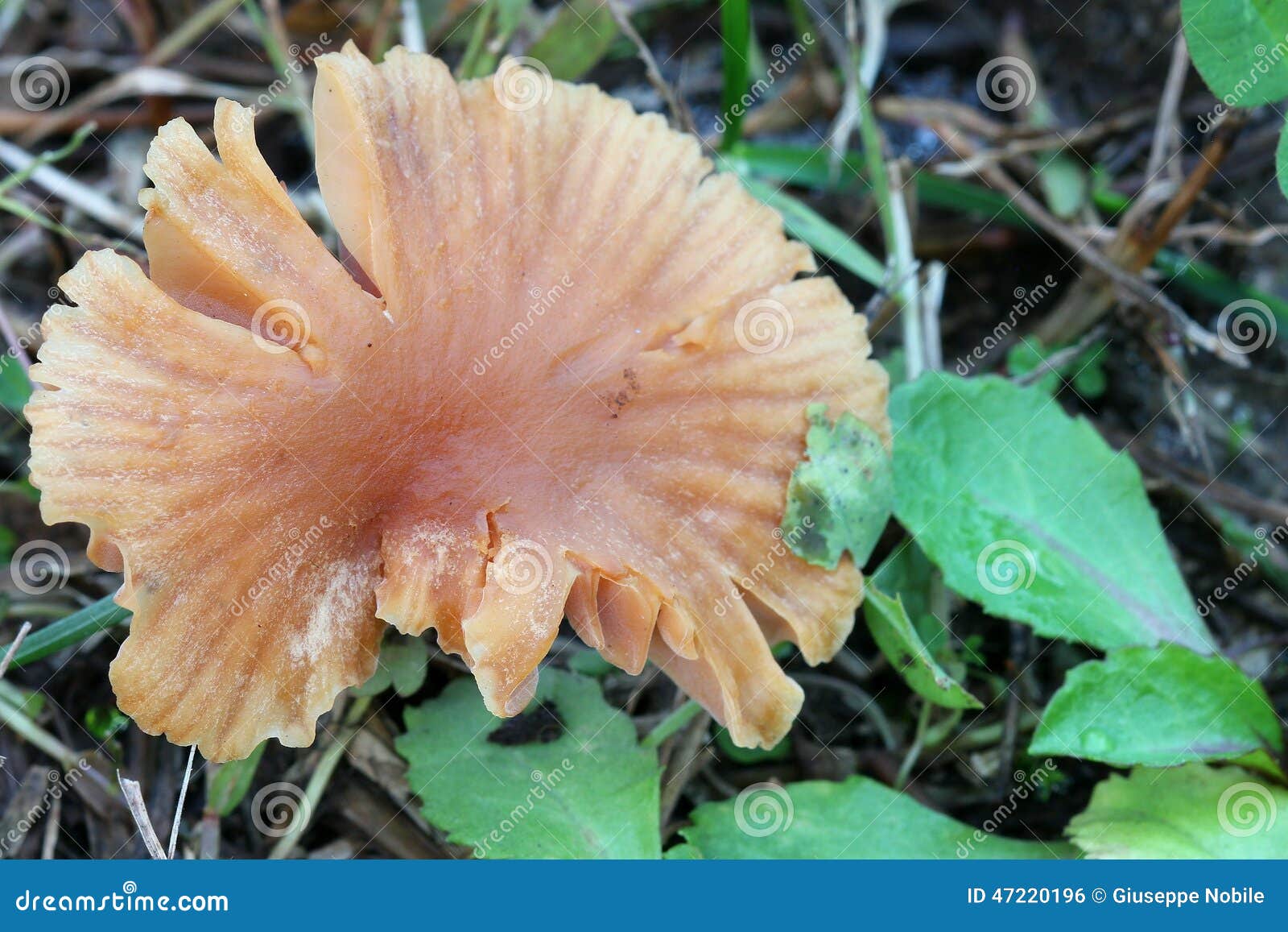 Champinjon arkivfoto. Bild av löv, bakgrund, floror, tillväxt - 47220196